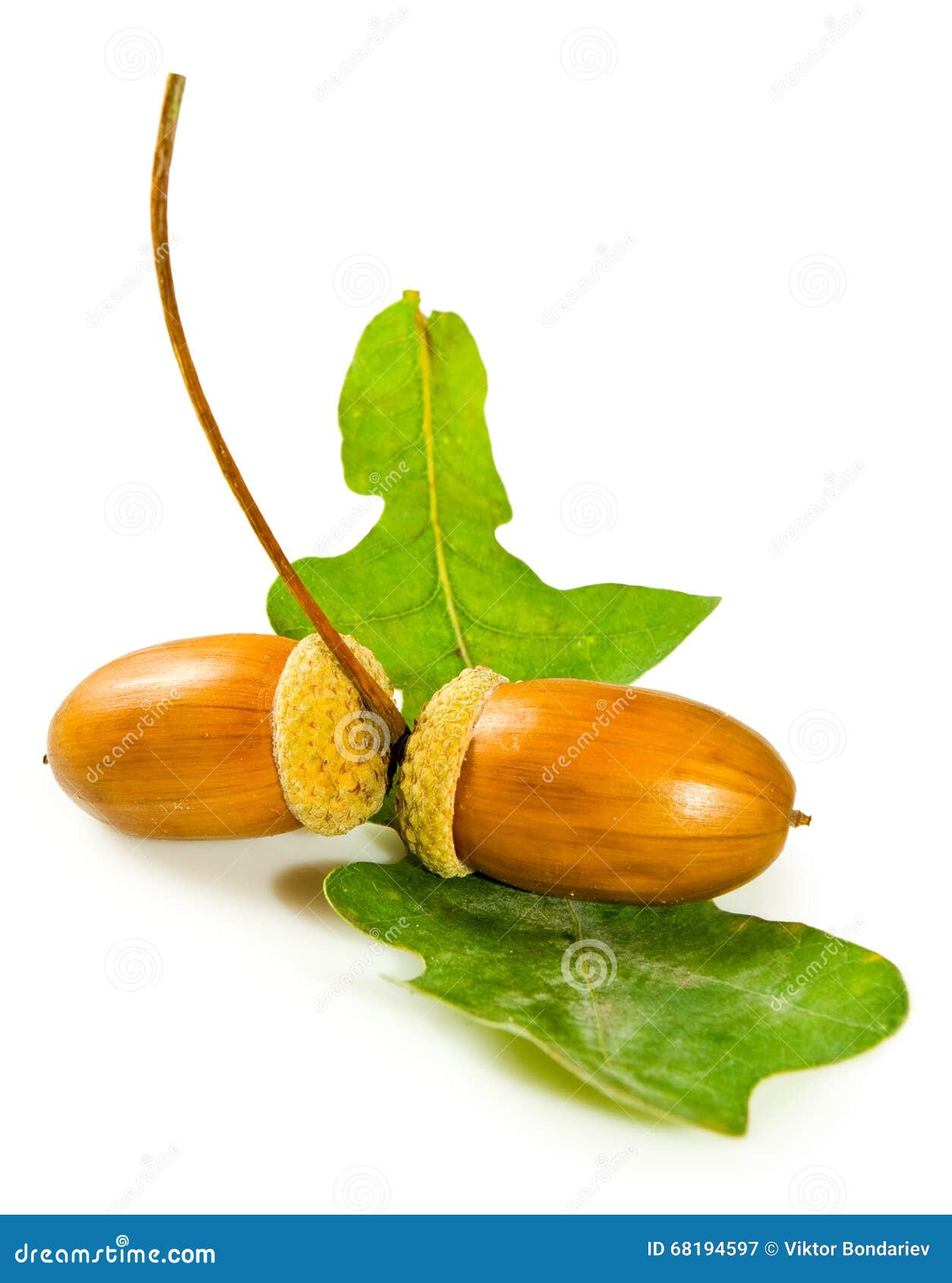 Isolated Image of Acorn Close-up Stock Image - Image of natural, leaves ...