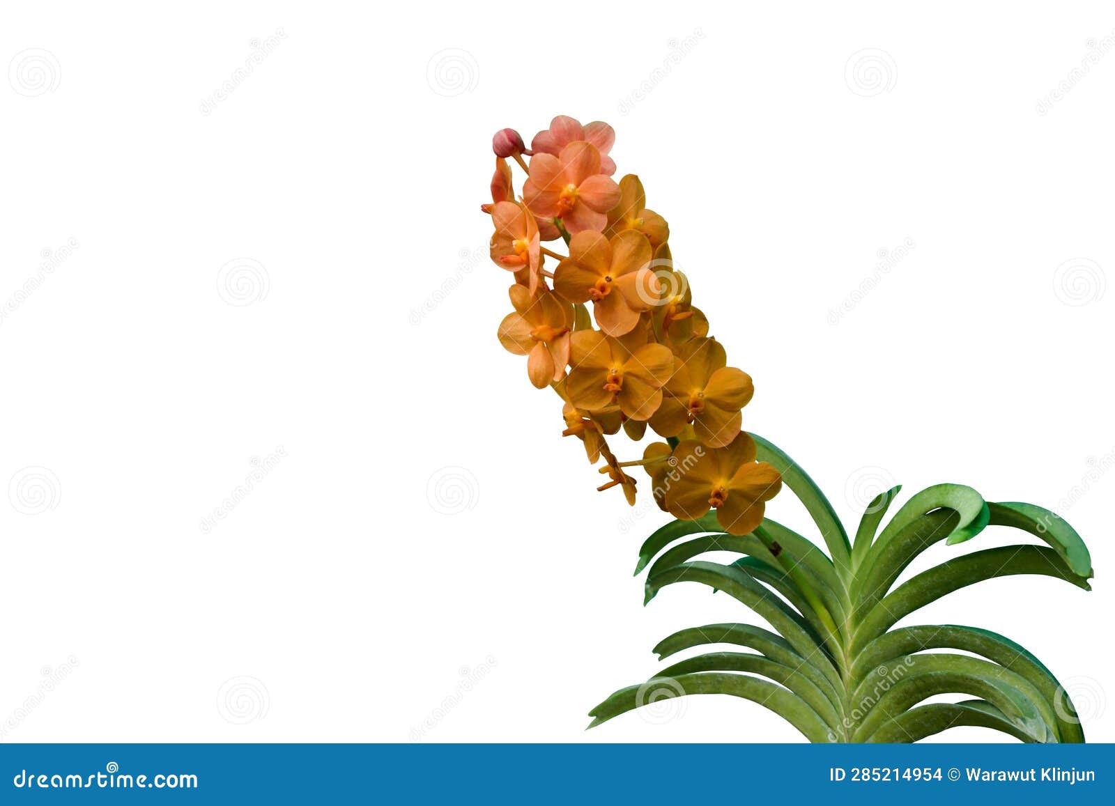 Isolated Image of Orange Vanda Orchid. Stock Photo - Image of color ...