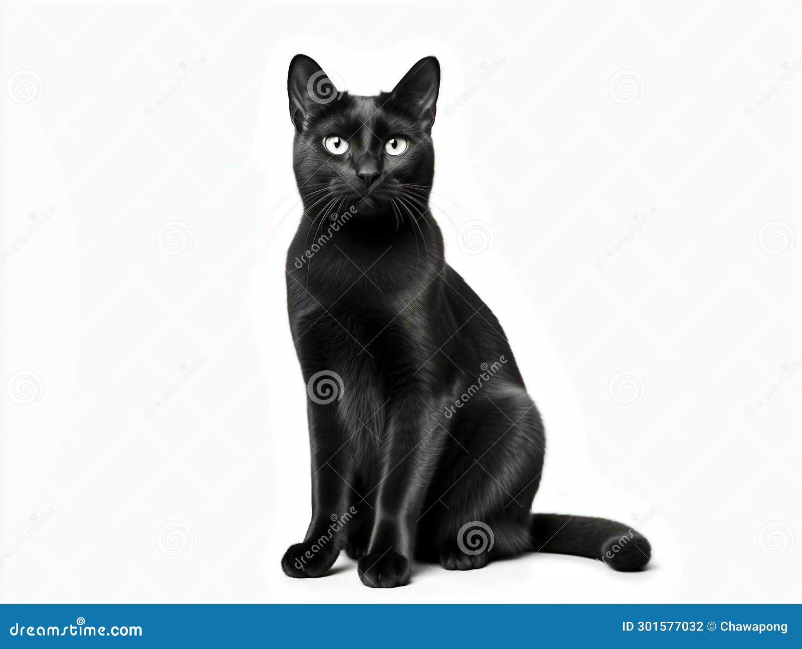 A Isolated Image of a Black Cat on a White Background Stock ...