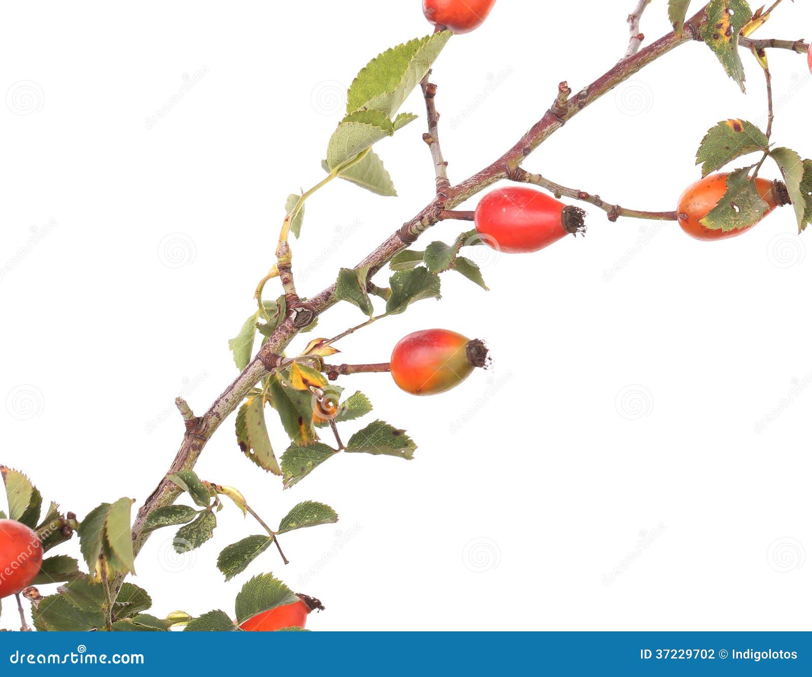 Isolated Image of a Branch Rose Hips. Stock Photo - Image of briar ...