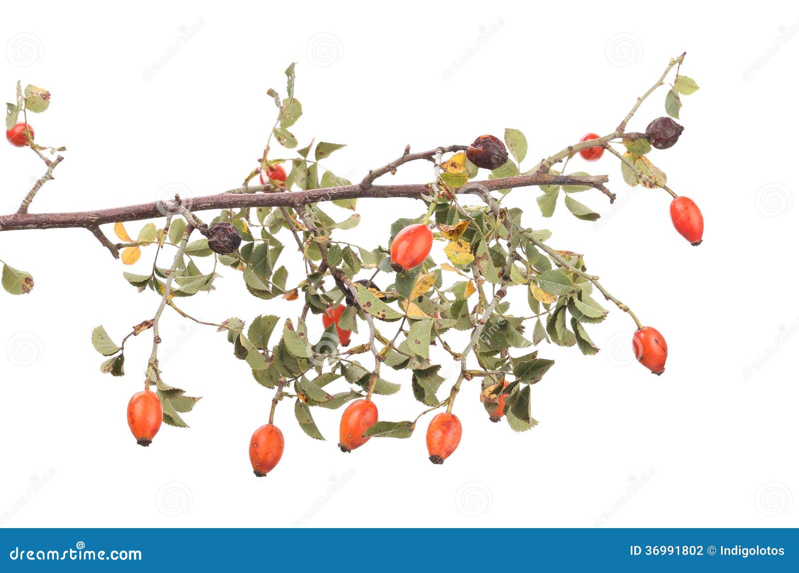 Isolated Image of a Branch Rose Hips. Stock Photo - Image of herbal ...