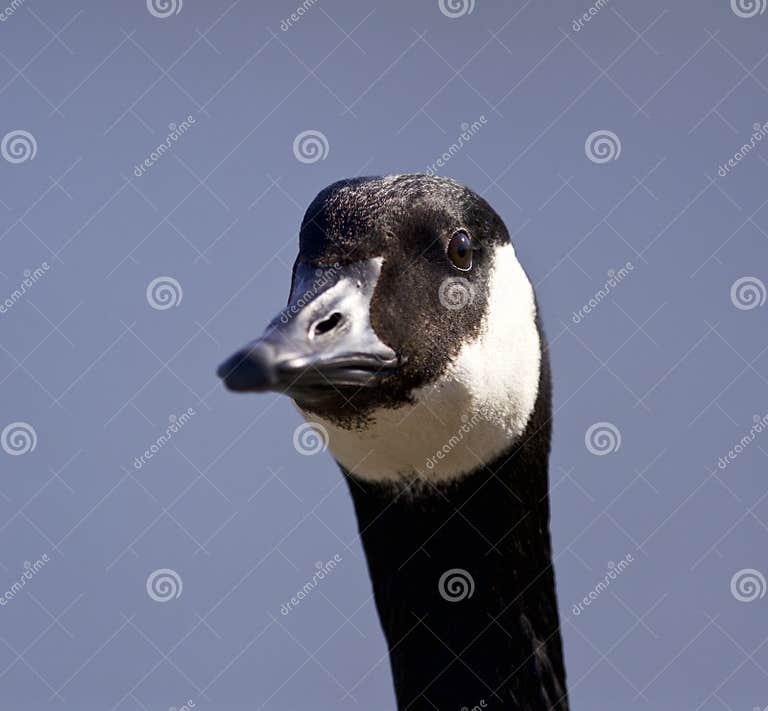 Isolated Image with a Cute Canada Goose Stock Photo - Image of bick ...