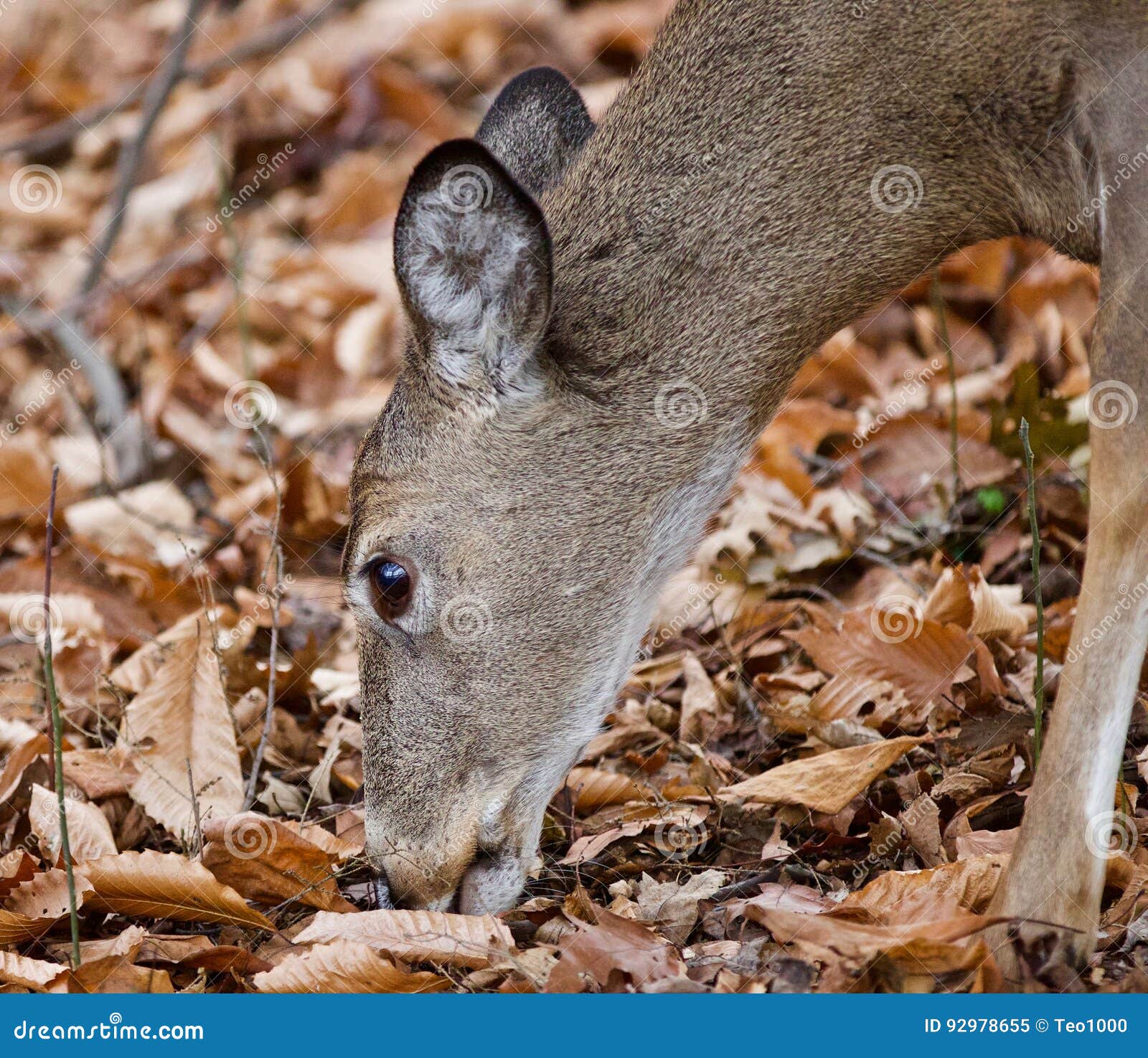 Isolated Image of a Cute Wild Deer in Forest in Autumn Stock Image ...