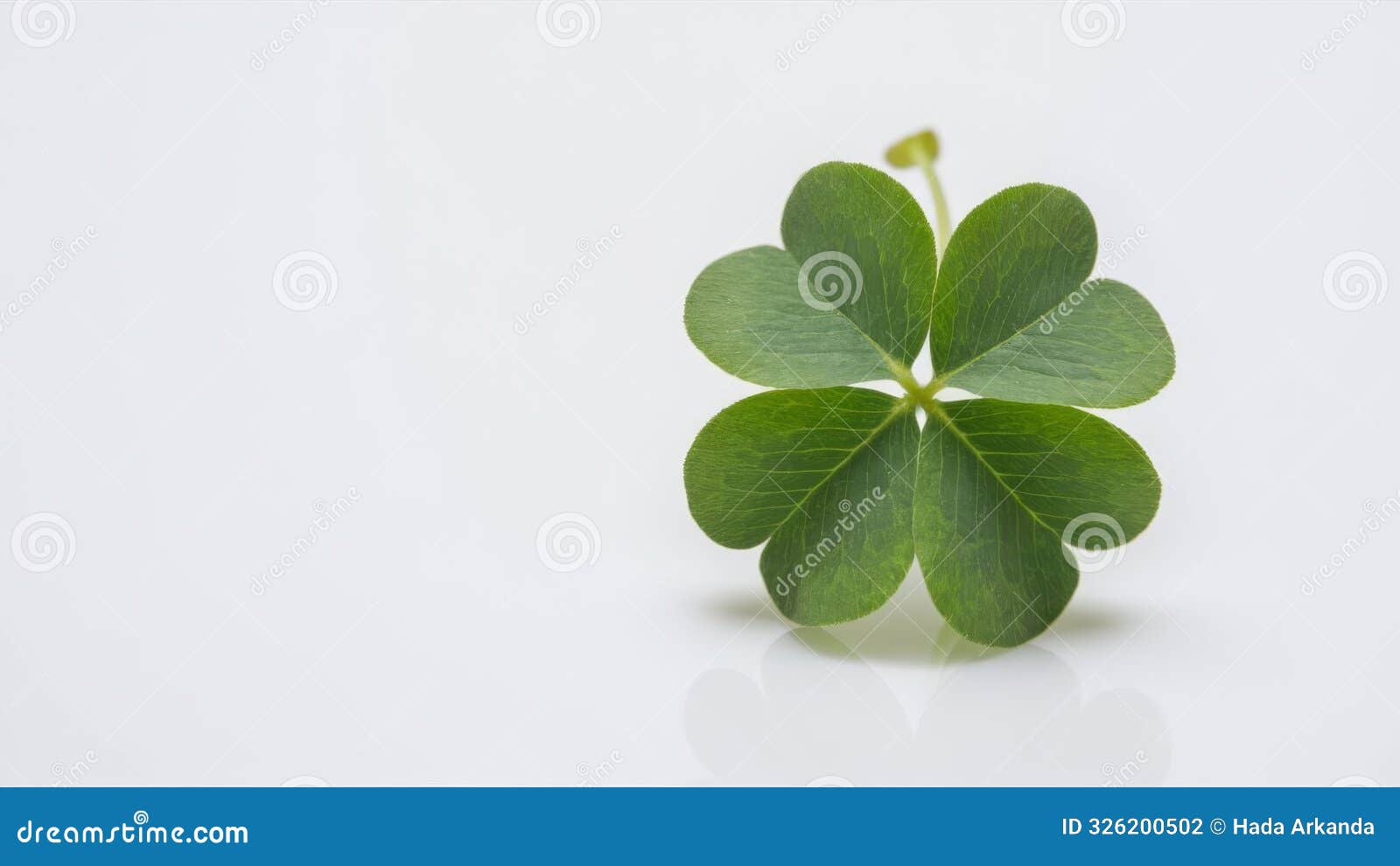 Isolated Image of a Four Leaf Clover on a White Background Stock ...