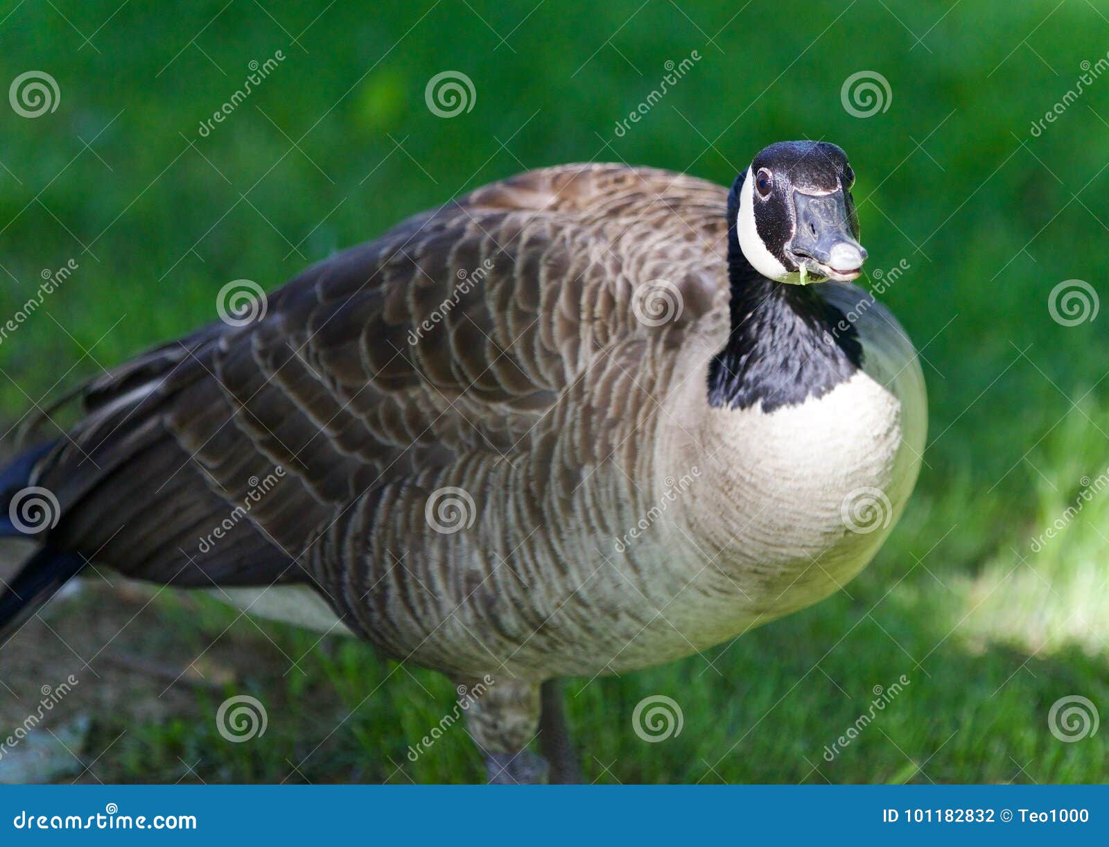 Isolated Image of a Funny Canada Goose on a Field Stock Photo - Image ...