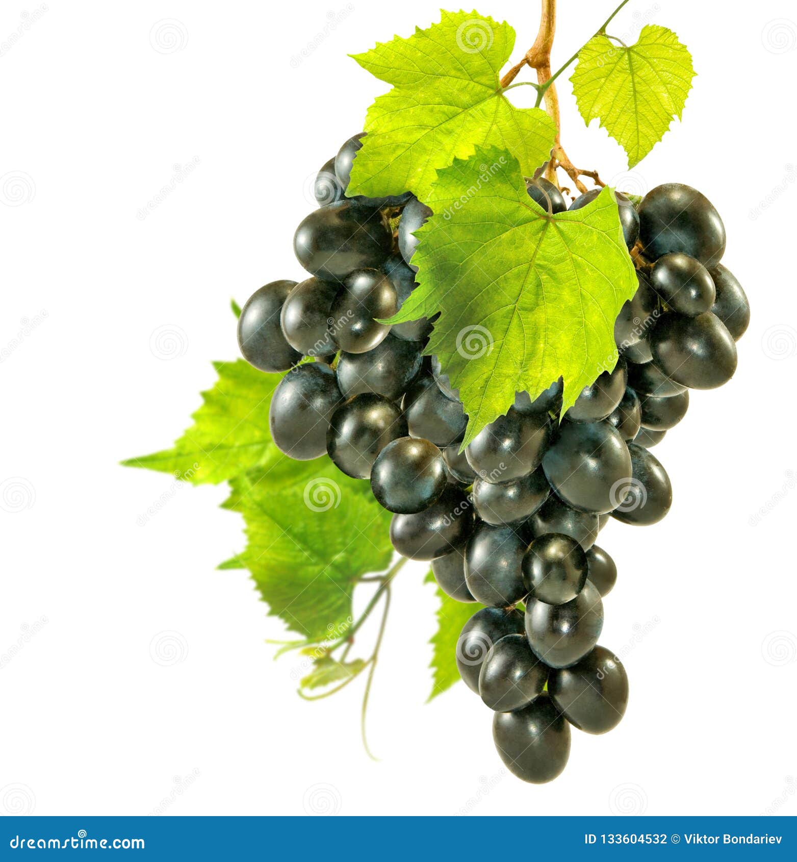 Isolated Image of Grapevine on White Background Close-up Stock Photo ...