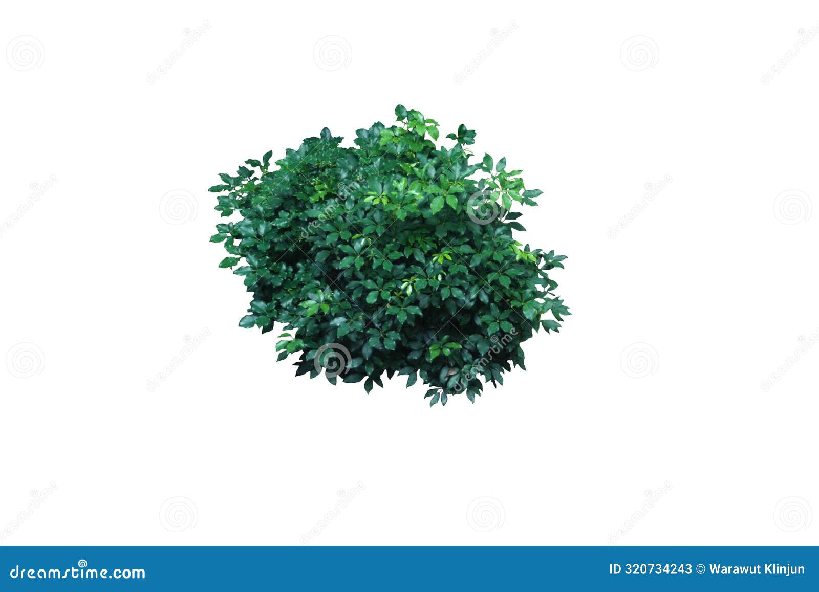 Isolated Image of Green Bushes on White Background Stock Image - Image ...