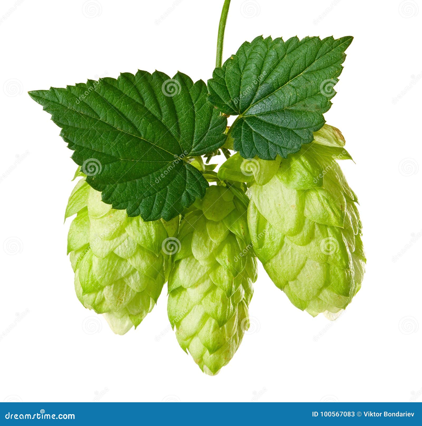 Isolated Image of Hops Close-up Stock Image - Image of environment ...