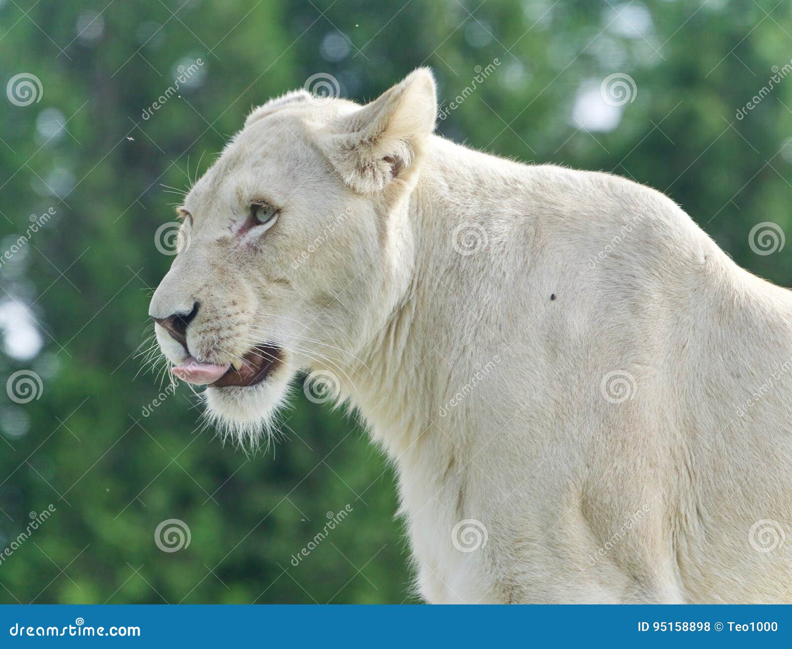 Isolated Image of a Scary White Lion Screaming Stock Photo - Image of ...