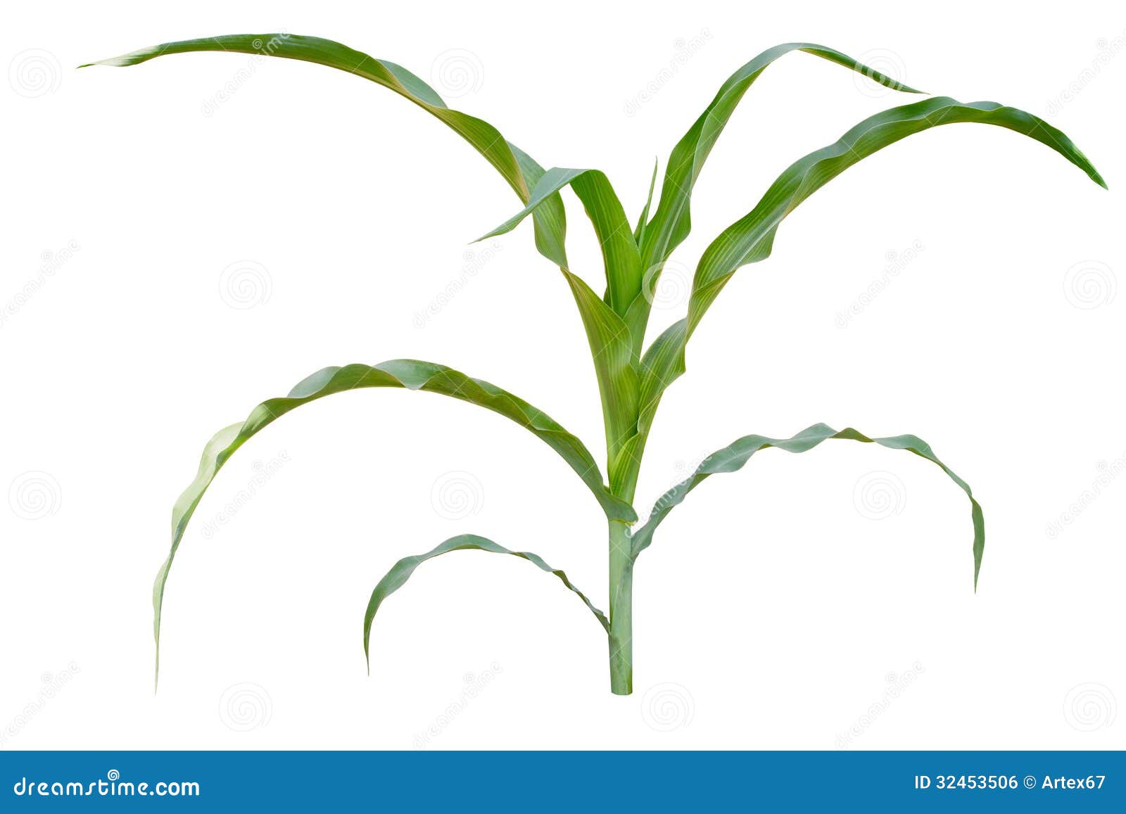 Isolated Image of a Young Corn Stalks Stock Photo - Image of leaf, crop ...
