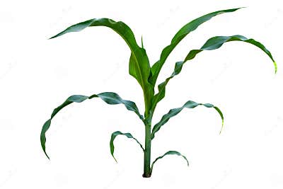 Isolated Image of a Young Corn Stalks Stock Image - Image of corn ...