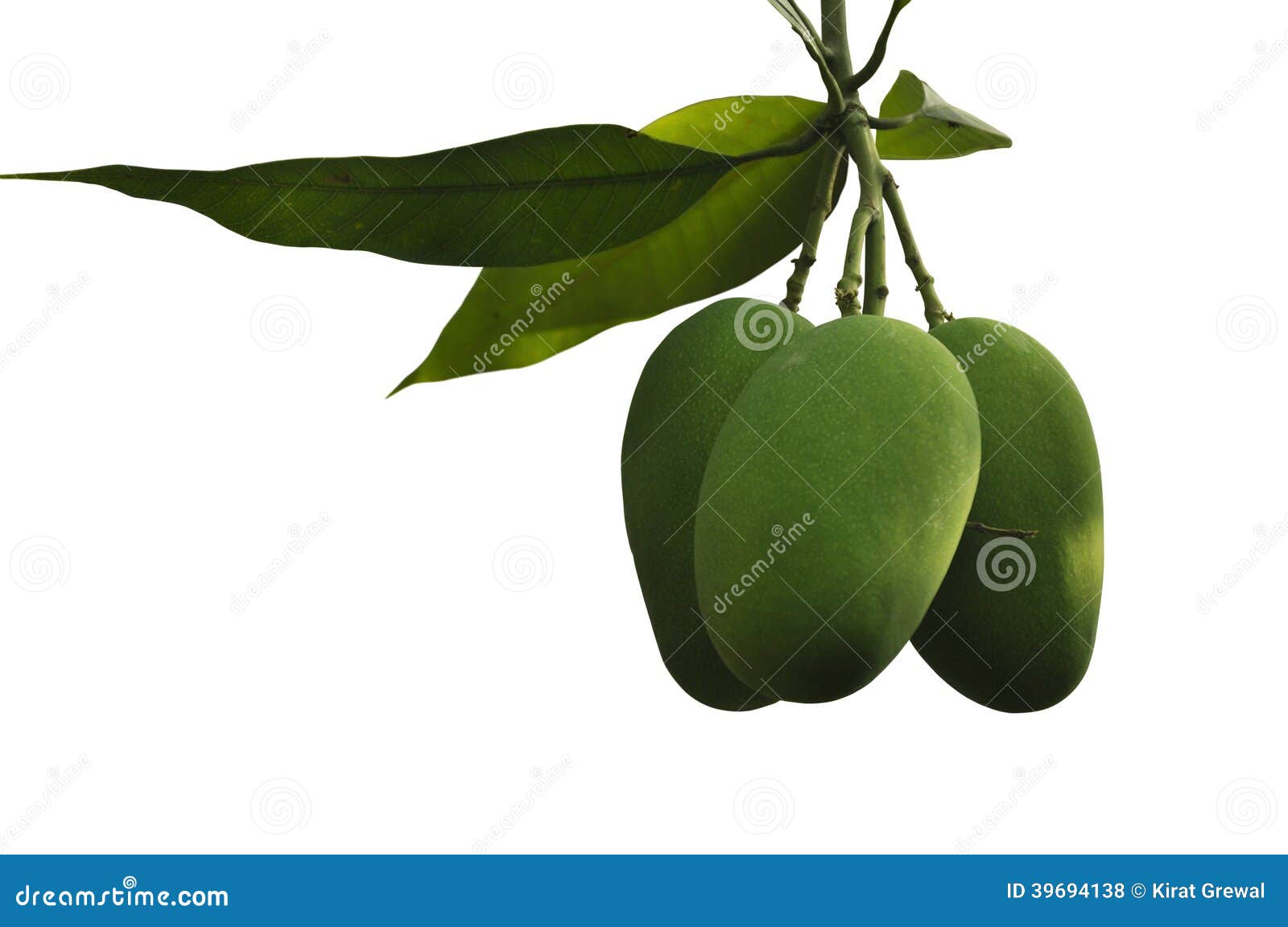 Isolated Indian Mangoes stock photo. Image of fruit, beautiful - 39694138