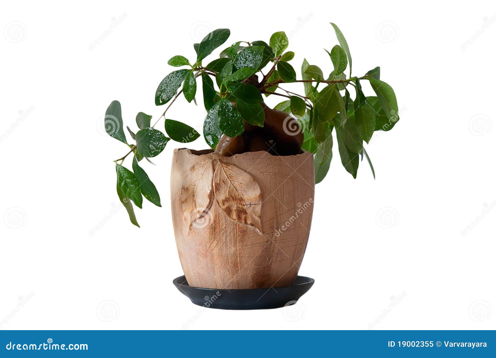 Isolated Indoor Plant in a Pot Stock Image - Image of flower, clipping ...