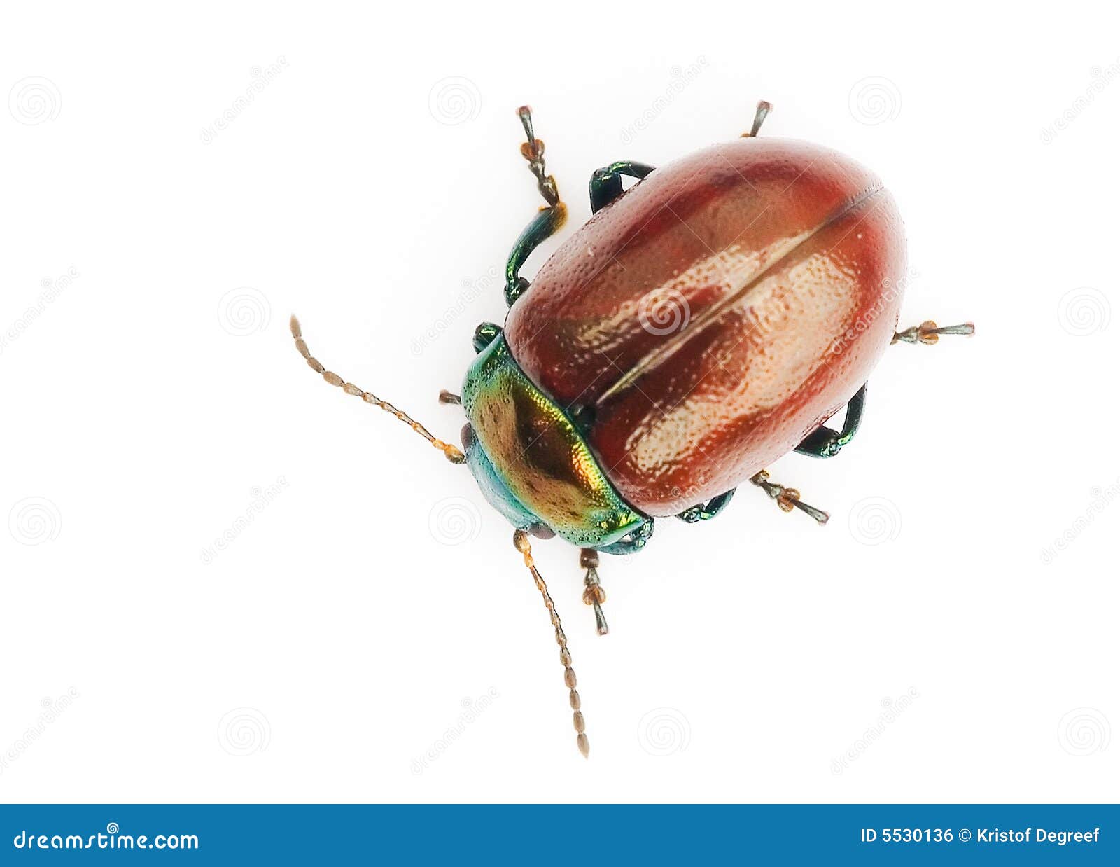 Isolated insect stock photo. Image of colors, summer, green - 5530136