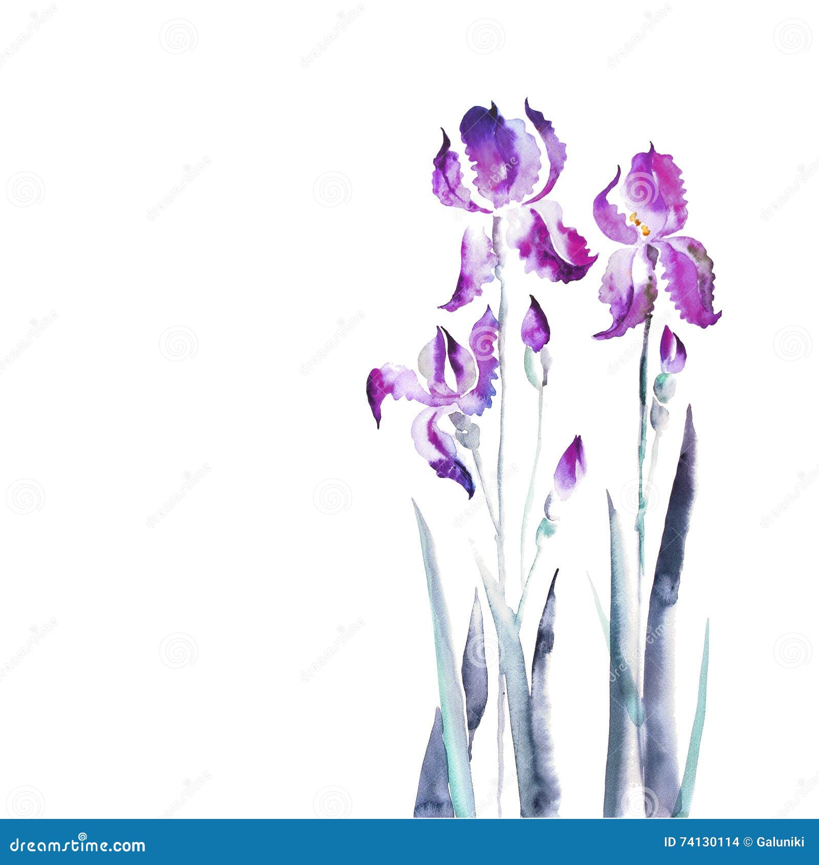 Isolated iris flower stock illustration. Illustration of botanical ...