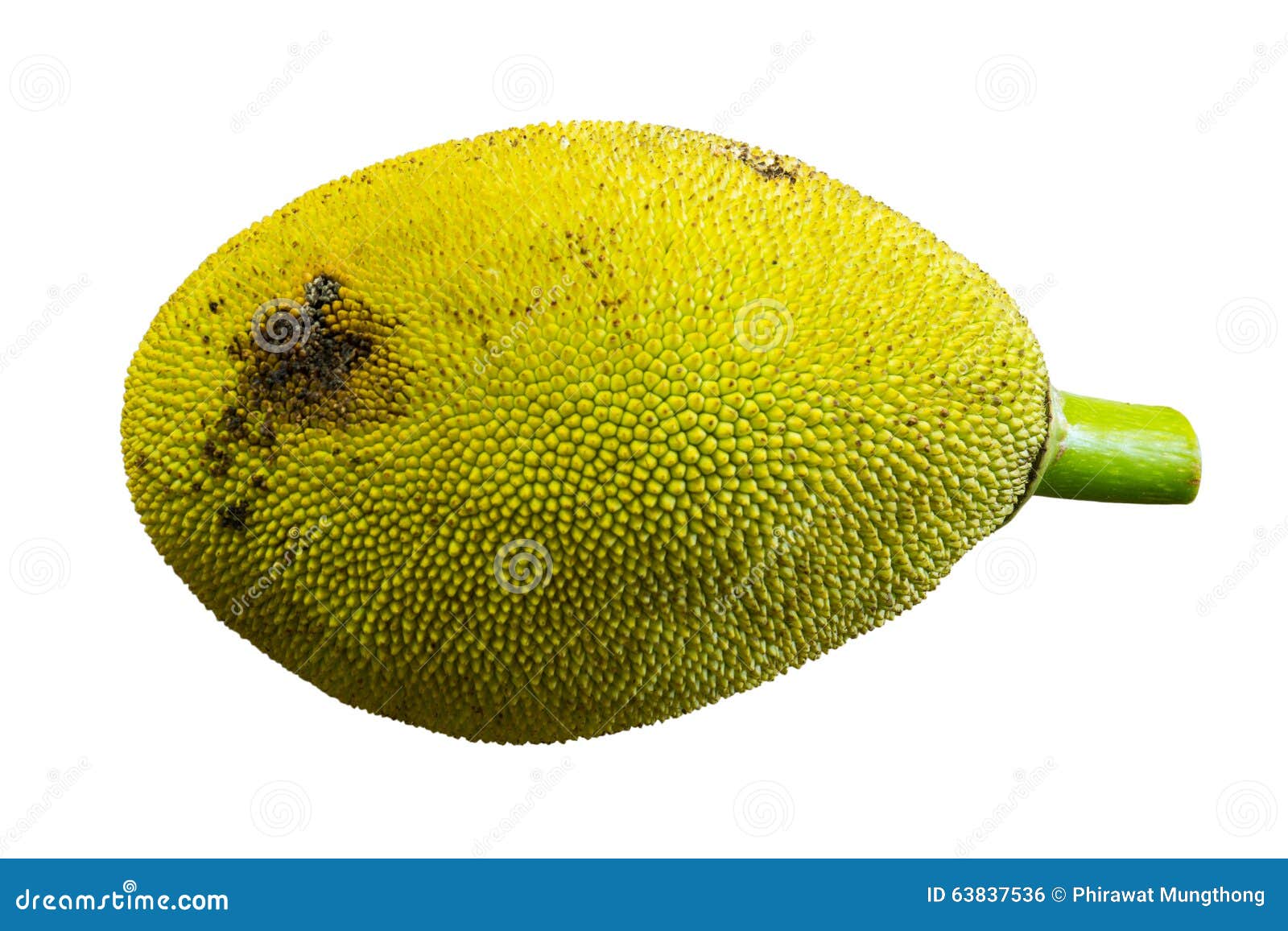 Isolated of Jackfruit on White Background Stock Photo - Image of nature ...