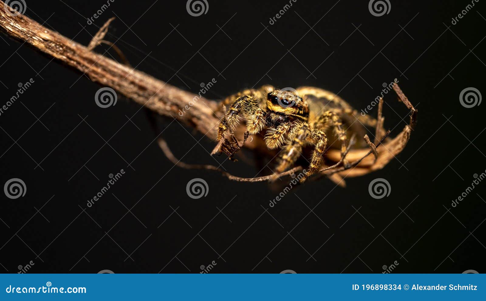 Isolated Jumping Wolf Spider Close Up View on a Black Background Stock ...