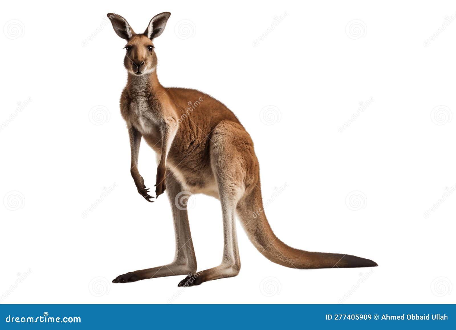 Isolated Kangaroo Illustration on Transparent Background, Generative Ai ...