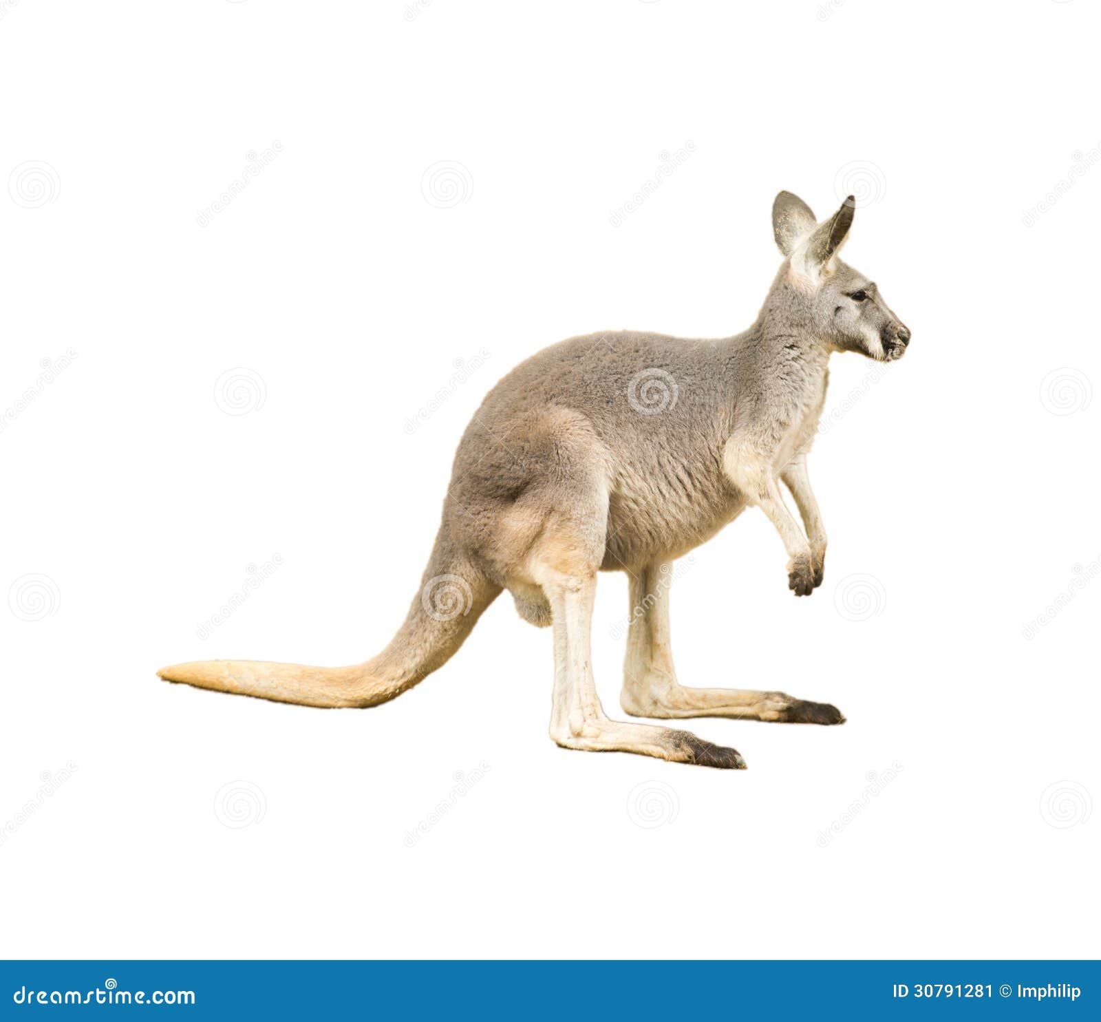 Isolated kangaroo stock image. Image of isolated, offspring - 30791281