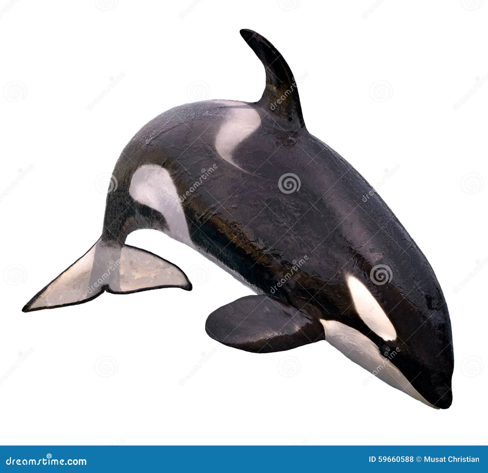 Isolated Killer Whale Jumping Stock Photo - Image of marine, drop: 59660588