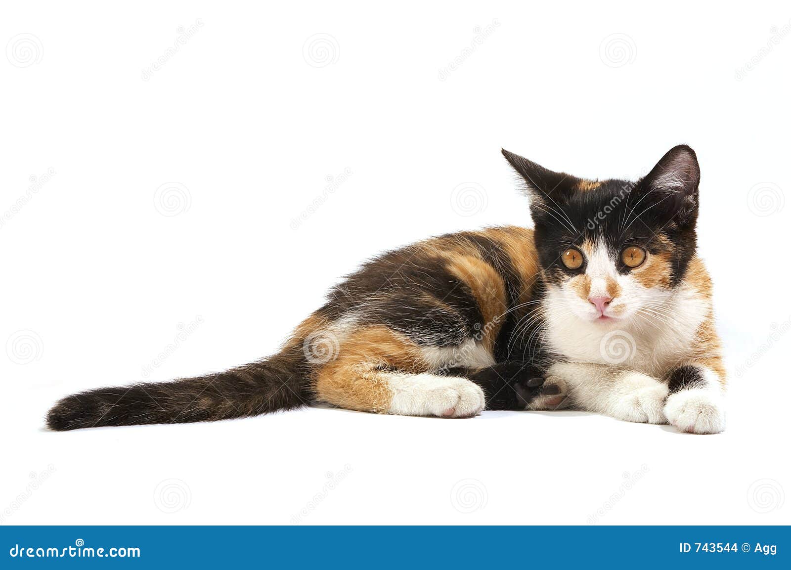 Isolated kitten stock photo. Image of dappled, downy, inspect - 743544