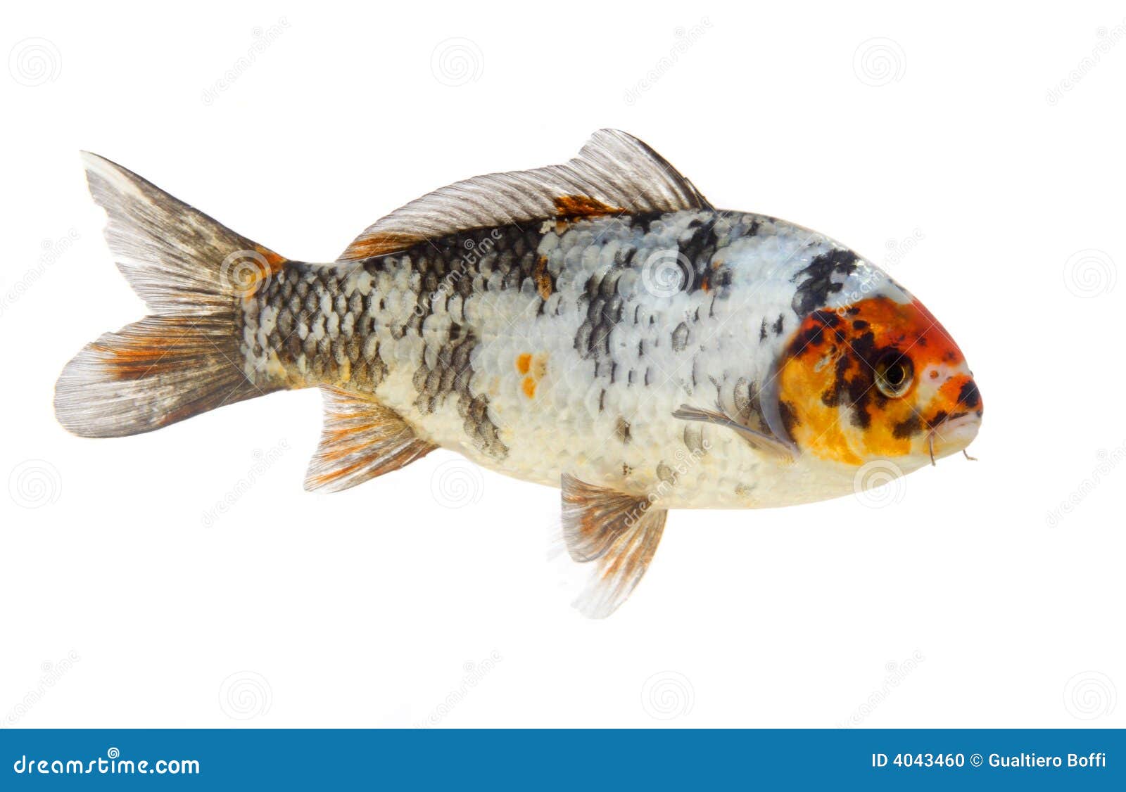 Isolated koi fish stock photo. Image of fish, beautiful - 4043460