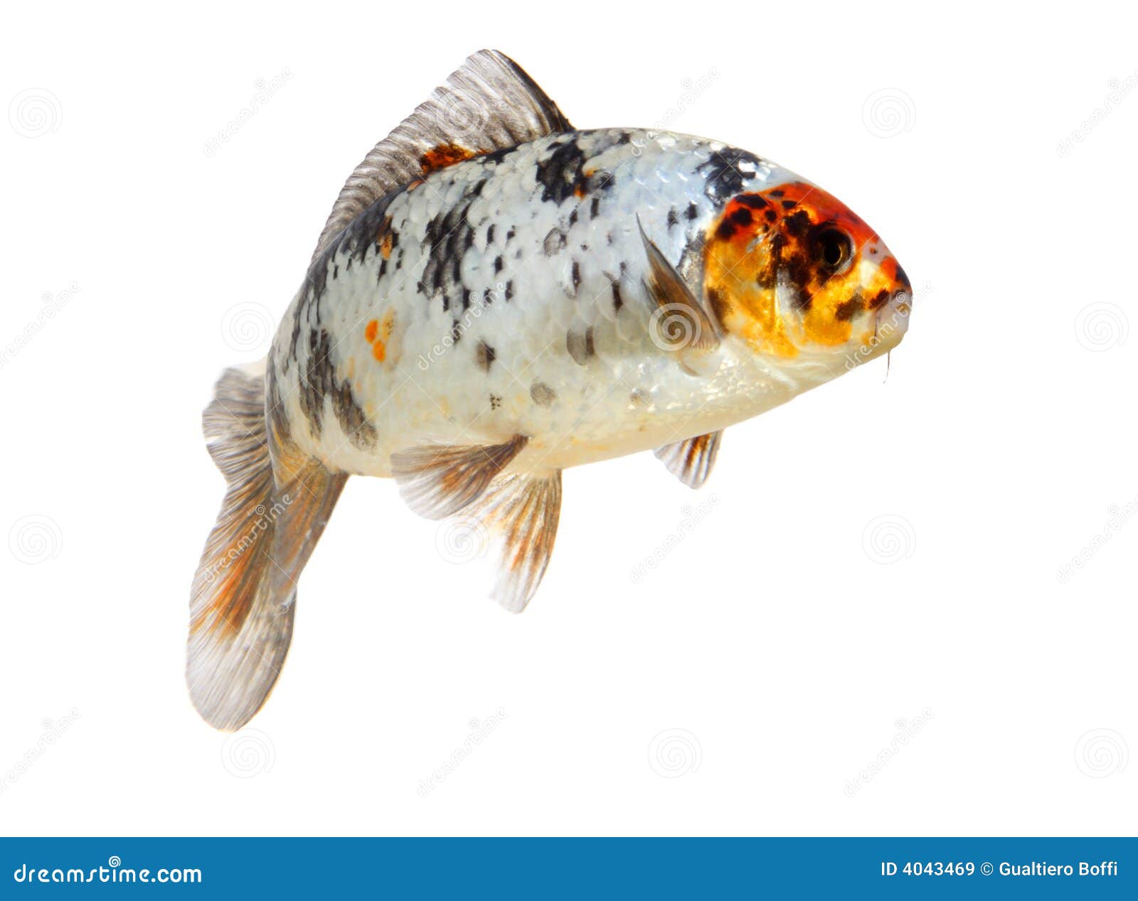 Classic Koi Stock Photos - Free & Royalty-Free Stock Photos from Dreamstime