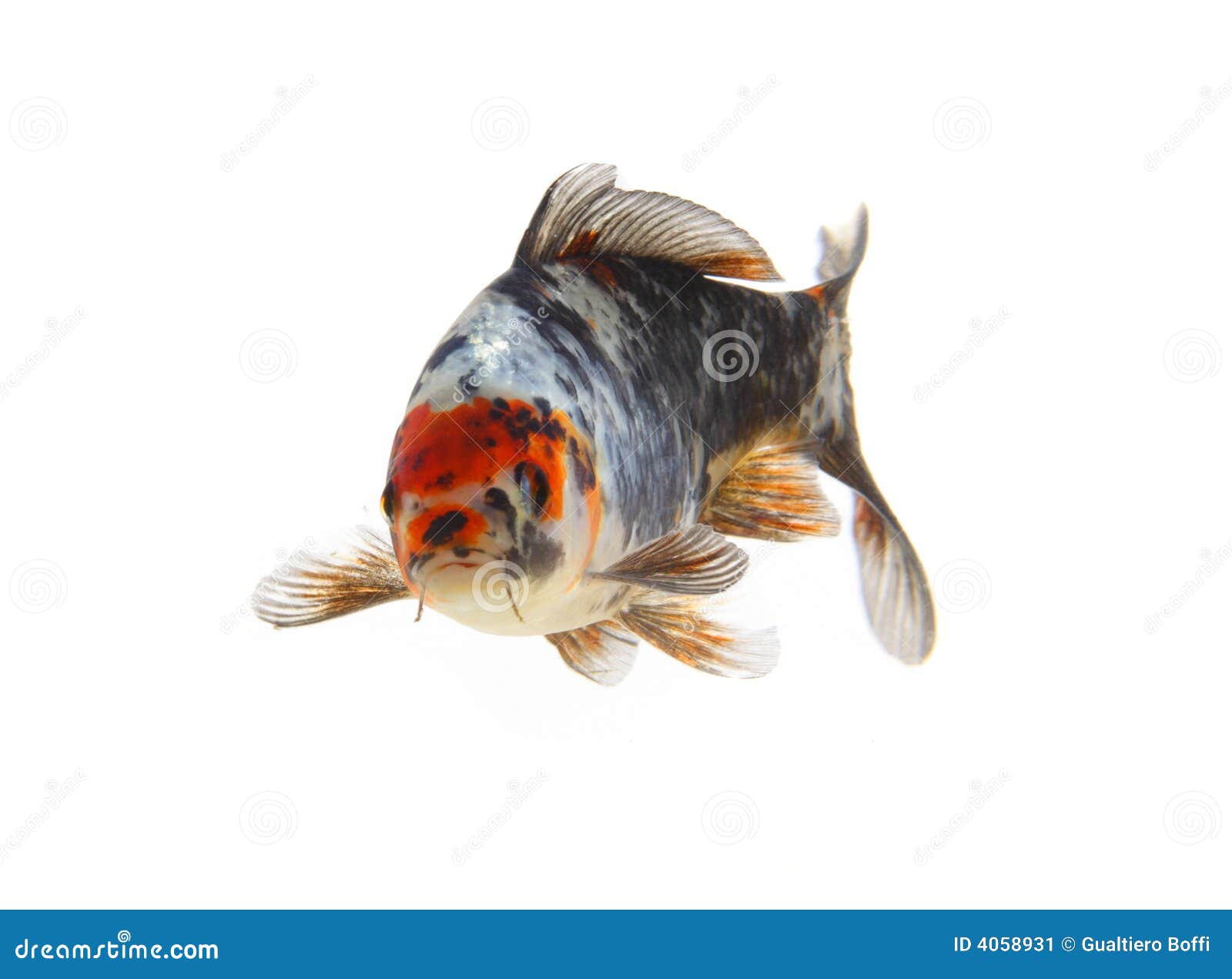 Isolated koi fish stock image. Image of dive, tail, animal - 4058931
