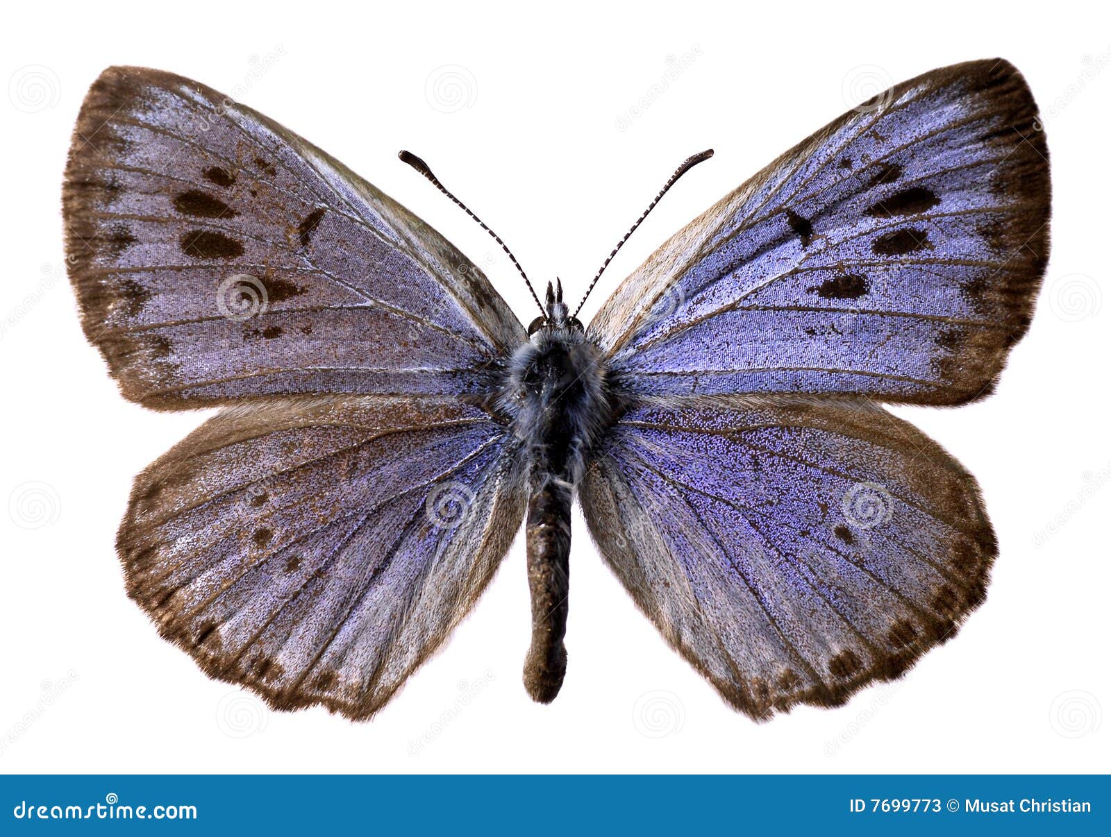 Isolated Large Blue Butterfly Stock Image - Image of detail, macro: 7699773