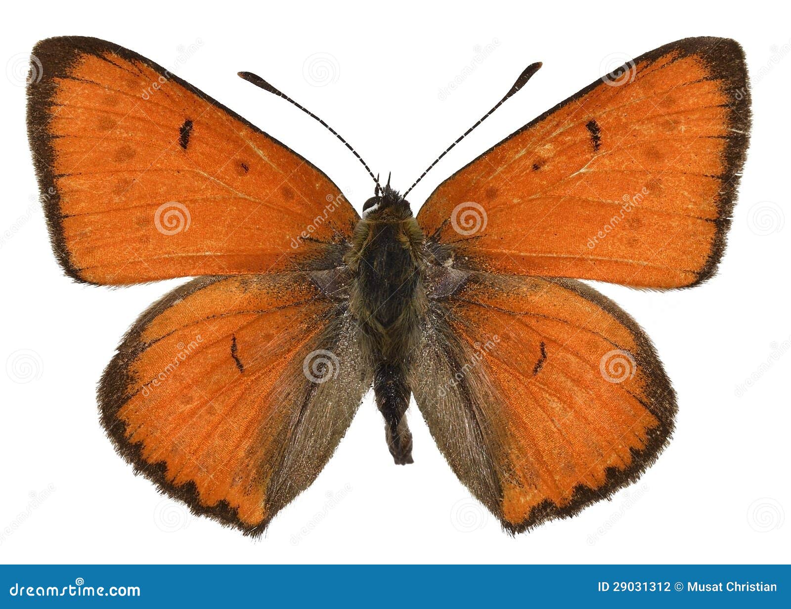 Copper-butterfly Lat Lycaenidae. Stock Photography | CartoonDealer.com ...