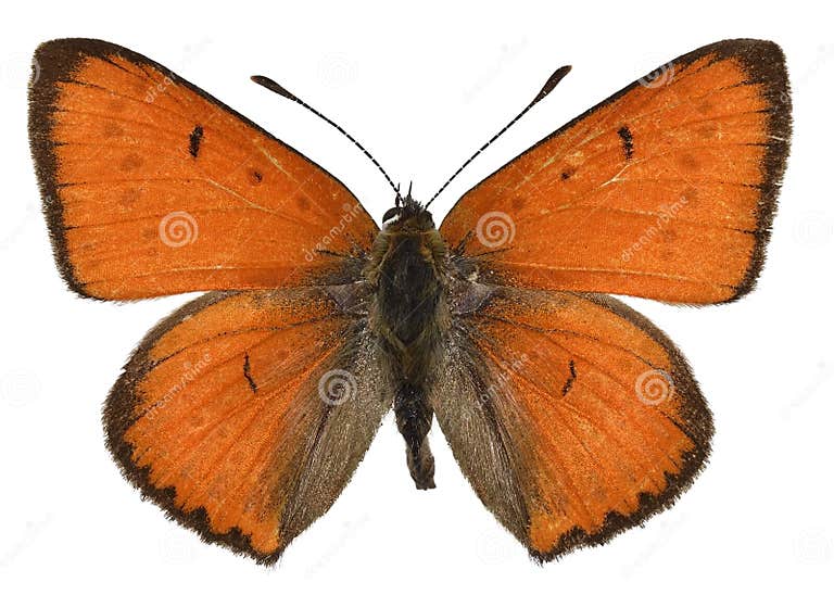 Isolated Large Copper Butterfly Stock Photo - Image of endangered, rare ...