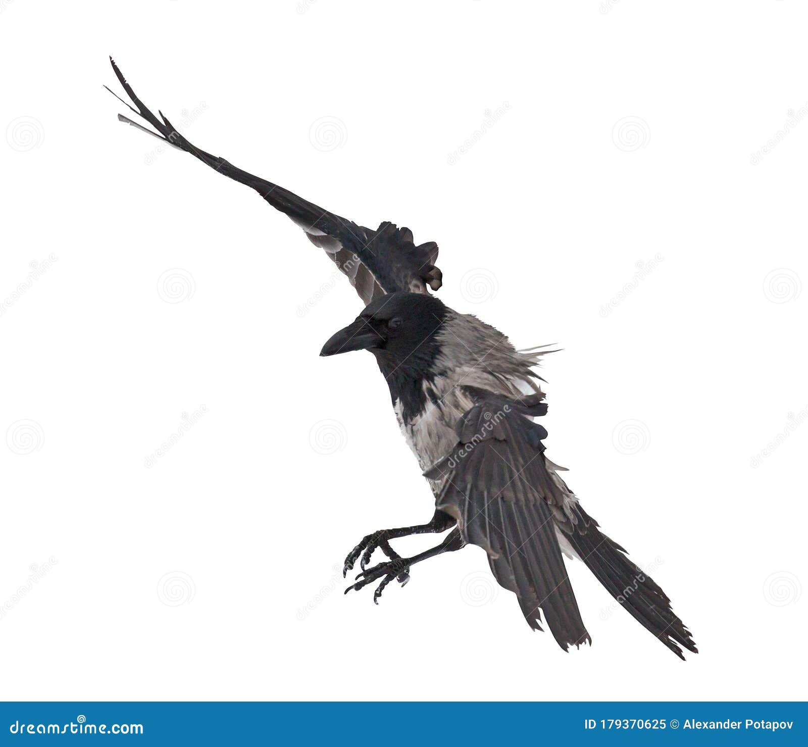Isolated Large Grey Crow Landing Stock Image - Image of crow, wildlife ...