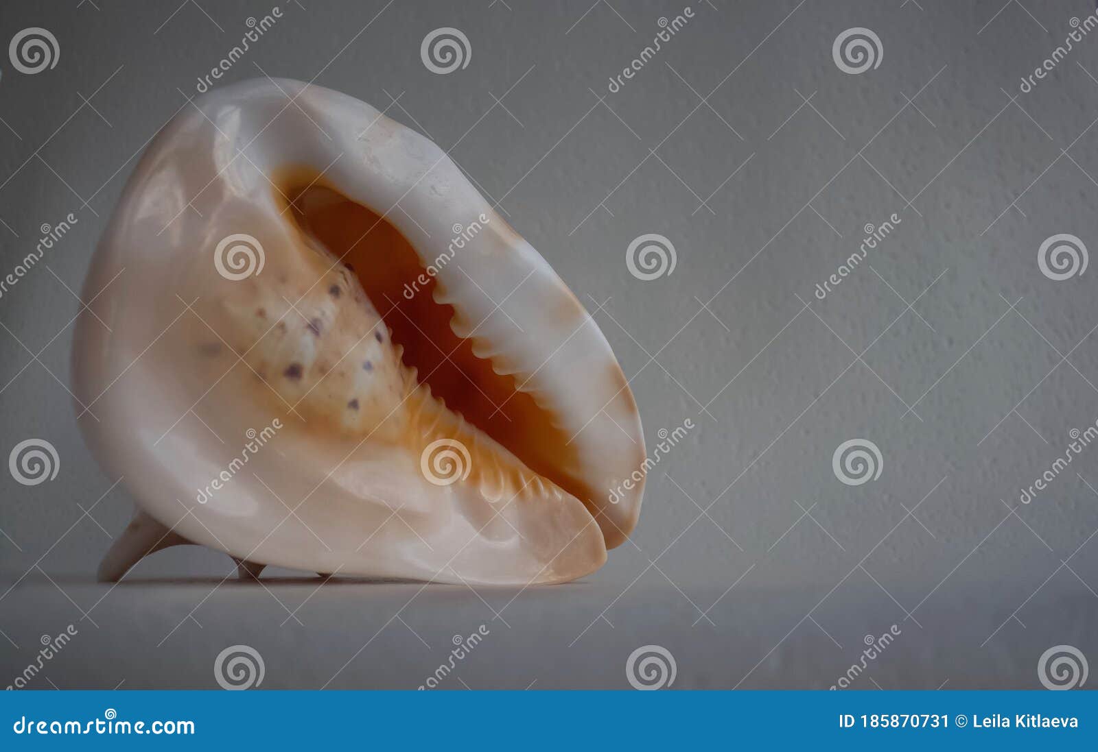 Isolated Large Sea Shell Cassis Cornuta Stock Image - Image of natural ...
