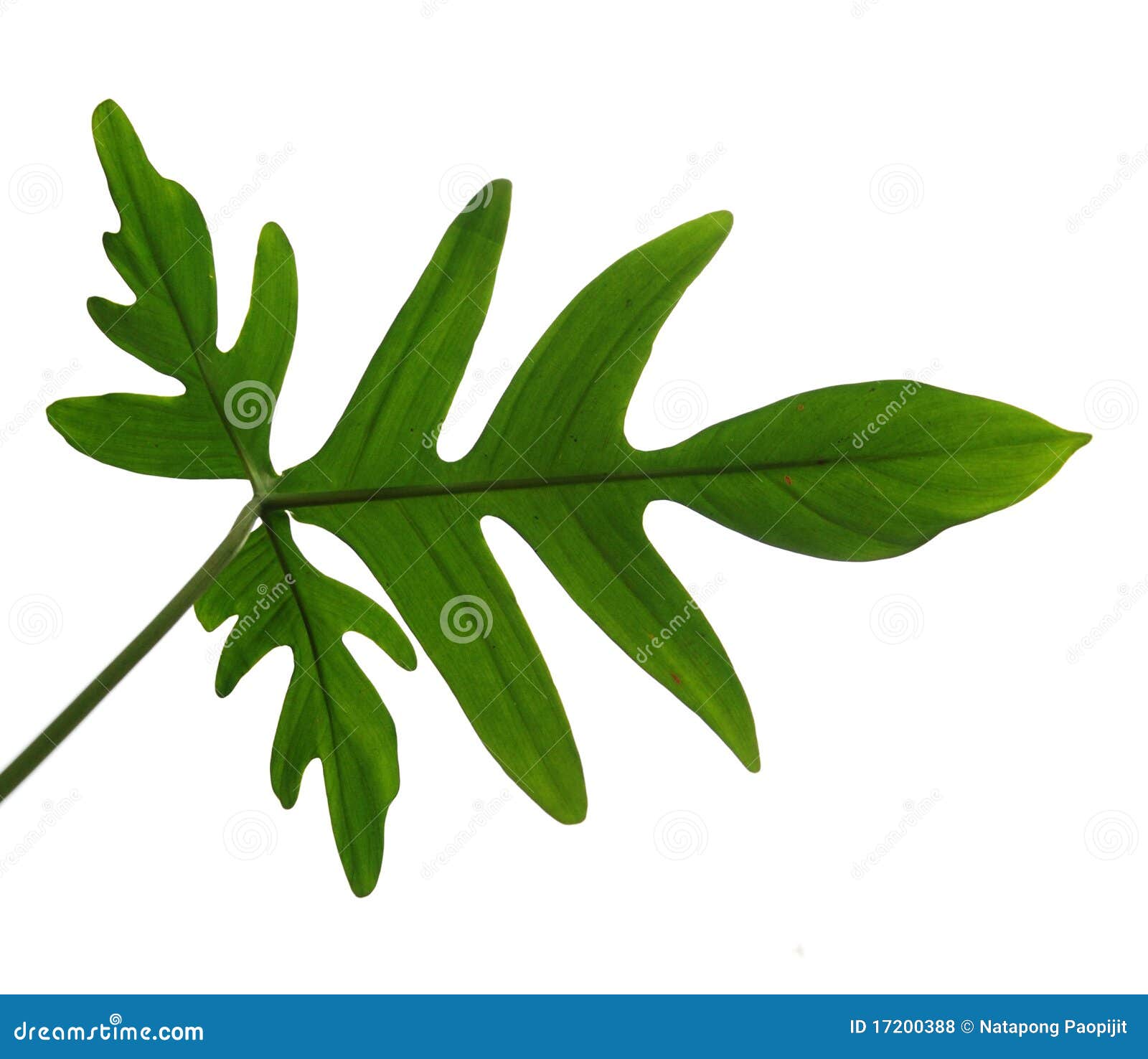 Isolated leaf stock photo. Image of abstract, background - 17200388