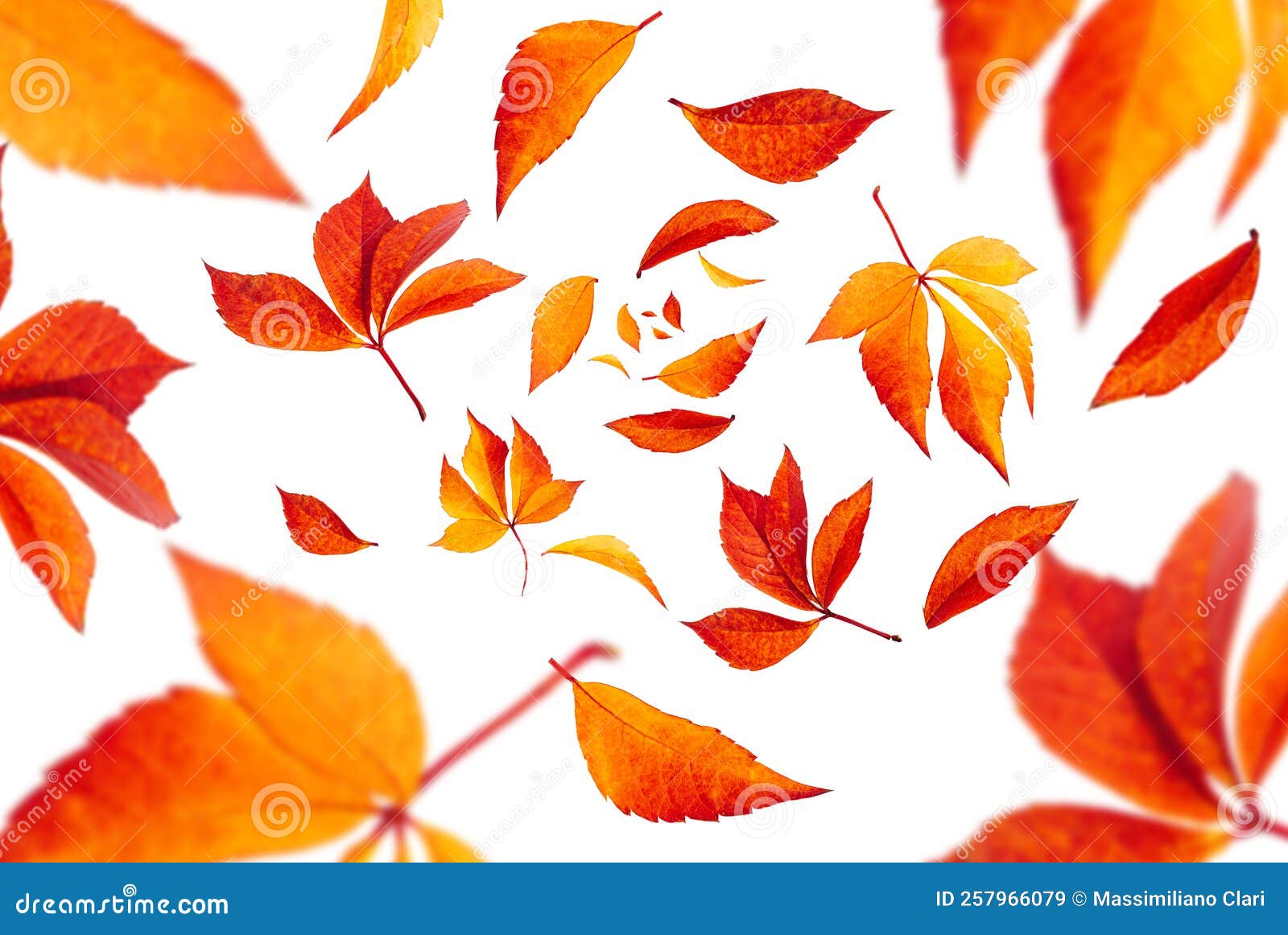 Isolated Leaf Collection. Falling Autumn Leaves on White Background ...