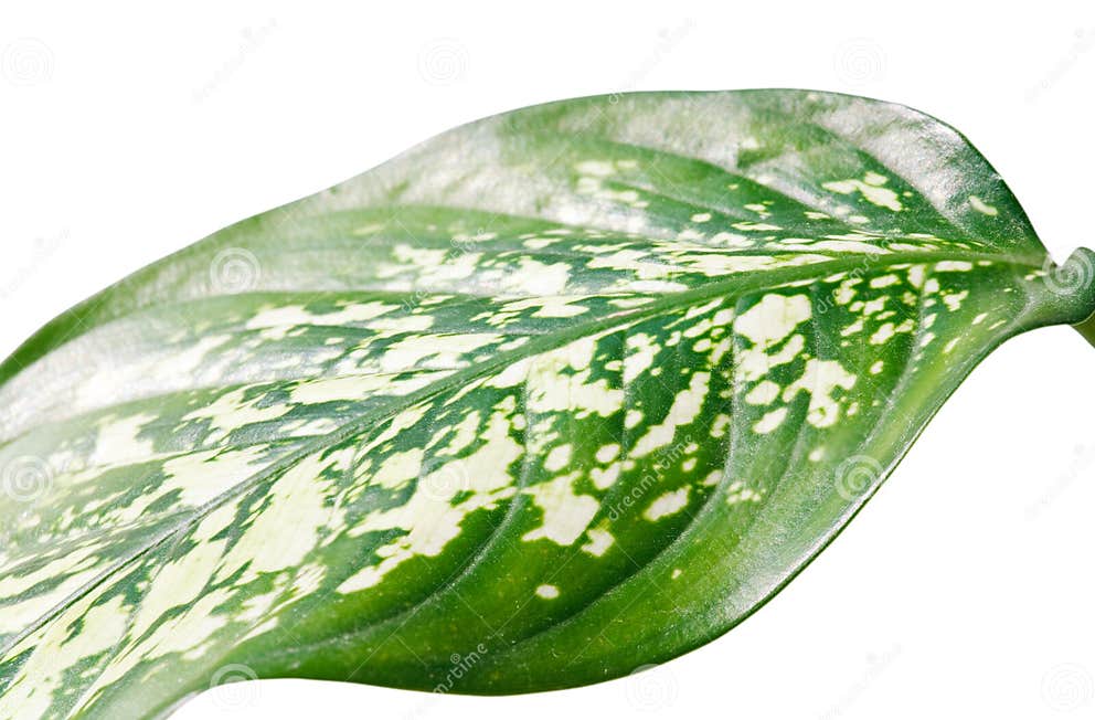 Isolated leaf fragment of stock photo. Image of plant - 13043030