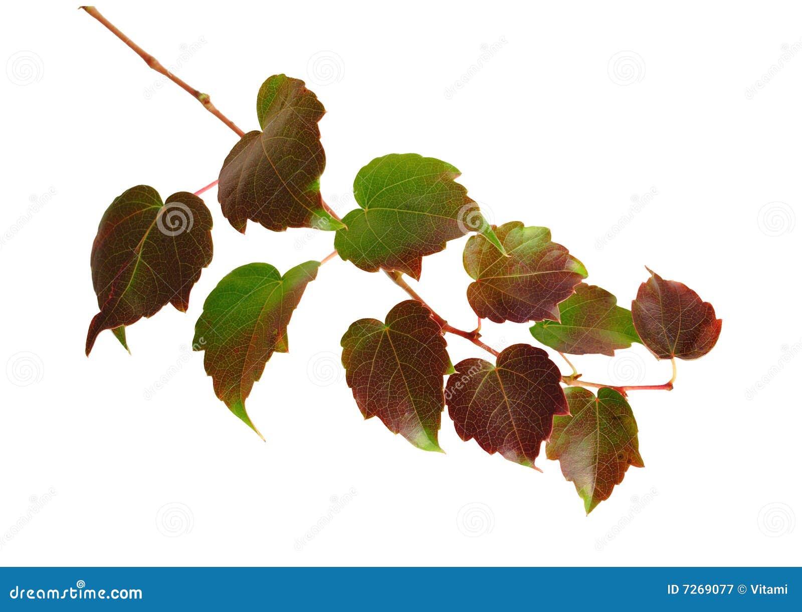 Isolated leaves stock image. Image of background, colorful - 7269077