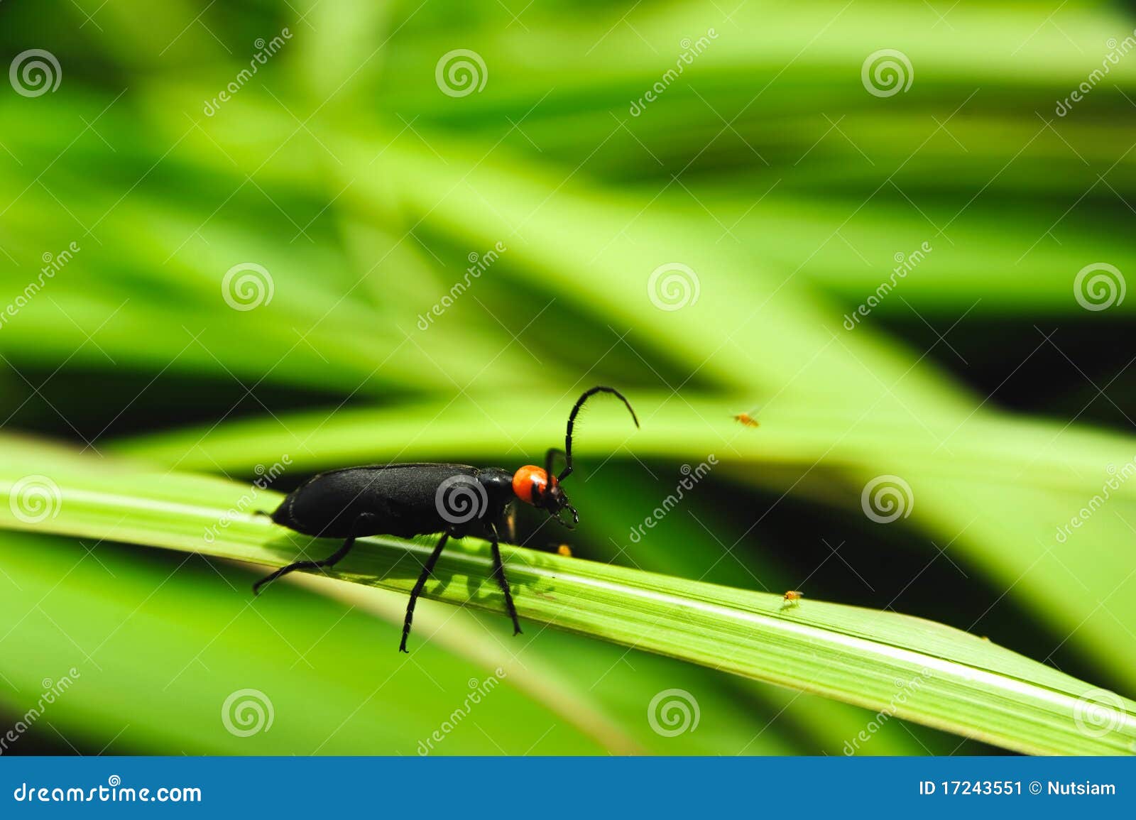 Isolated leptura beetle stock image. Image of wing, entomology - 17243551