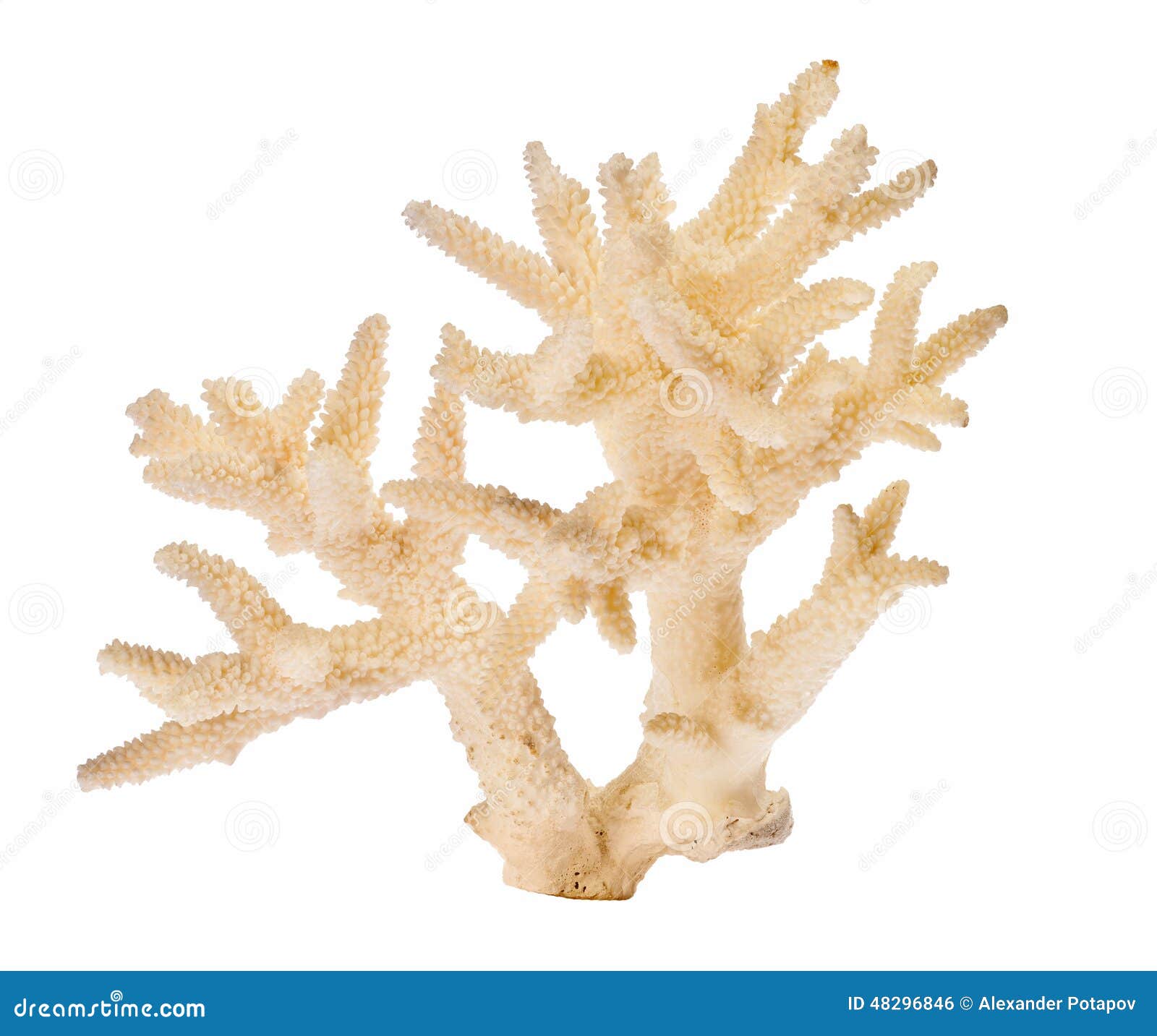 Isolated Light Coral Single Branch Stock Photo - Image of tropical ...