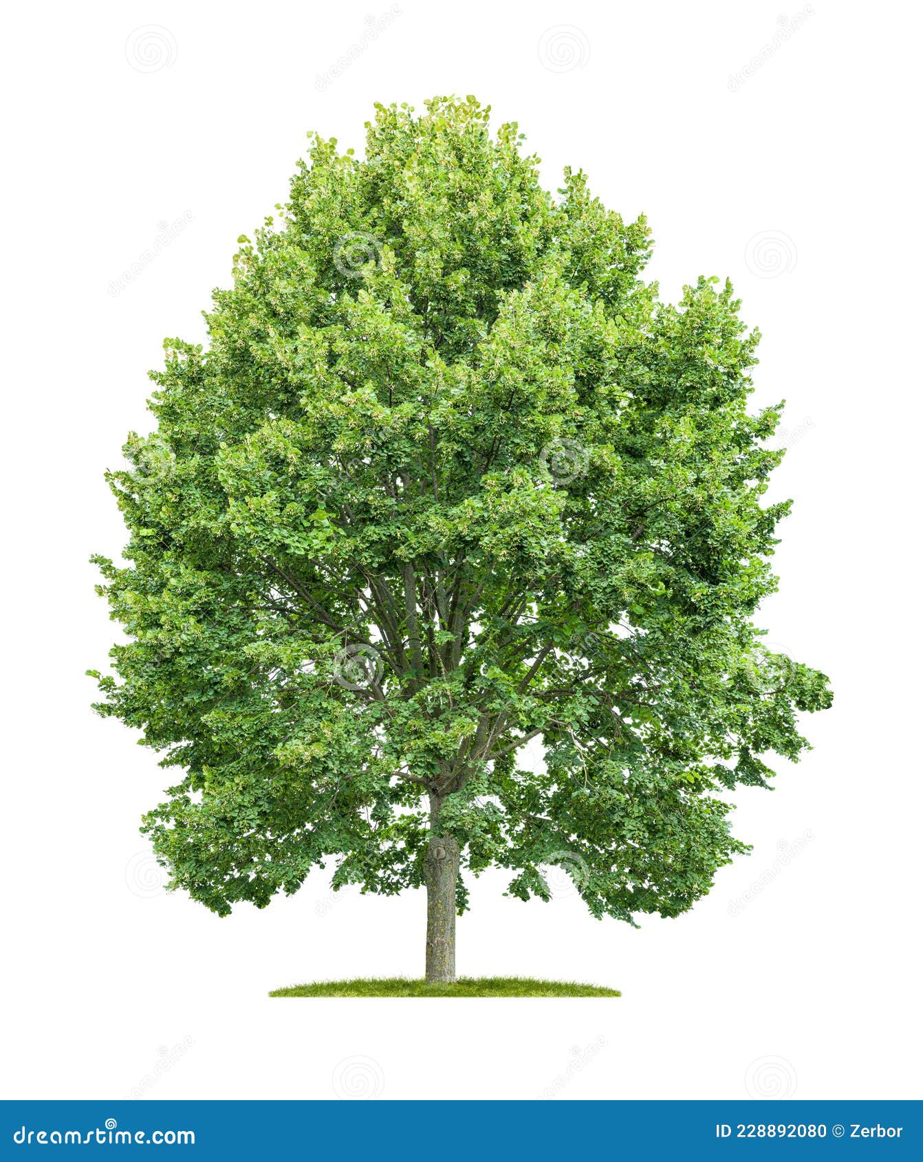 Isolated Lime Tree on a White Background Stock Photo - Image of forest ...