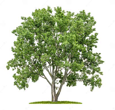 Isolated lime tree stock image. Image of grass, broadleaf - 31968681