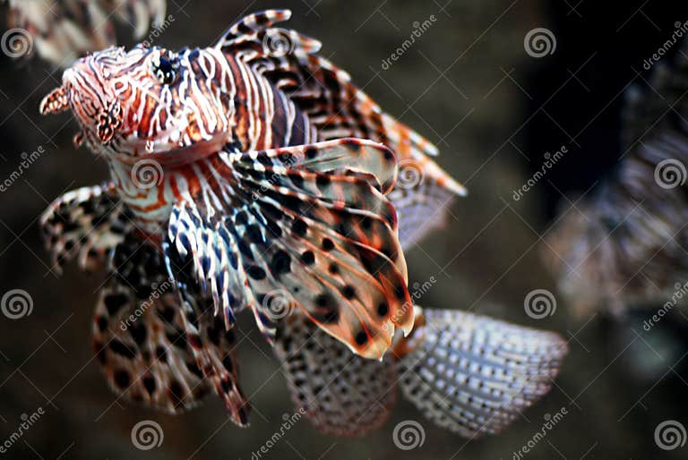 Isolated Lion Fish stock photo. Image of lionfishes, details - 3906584