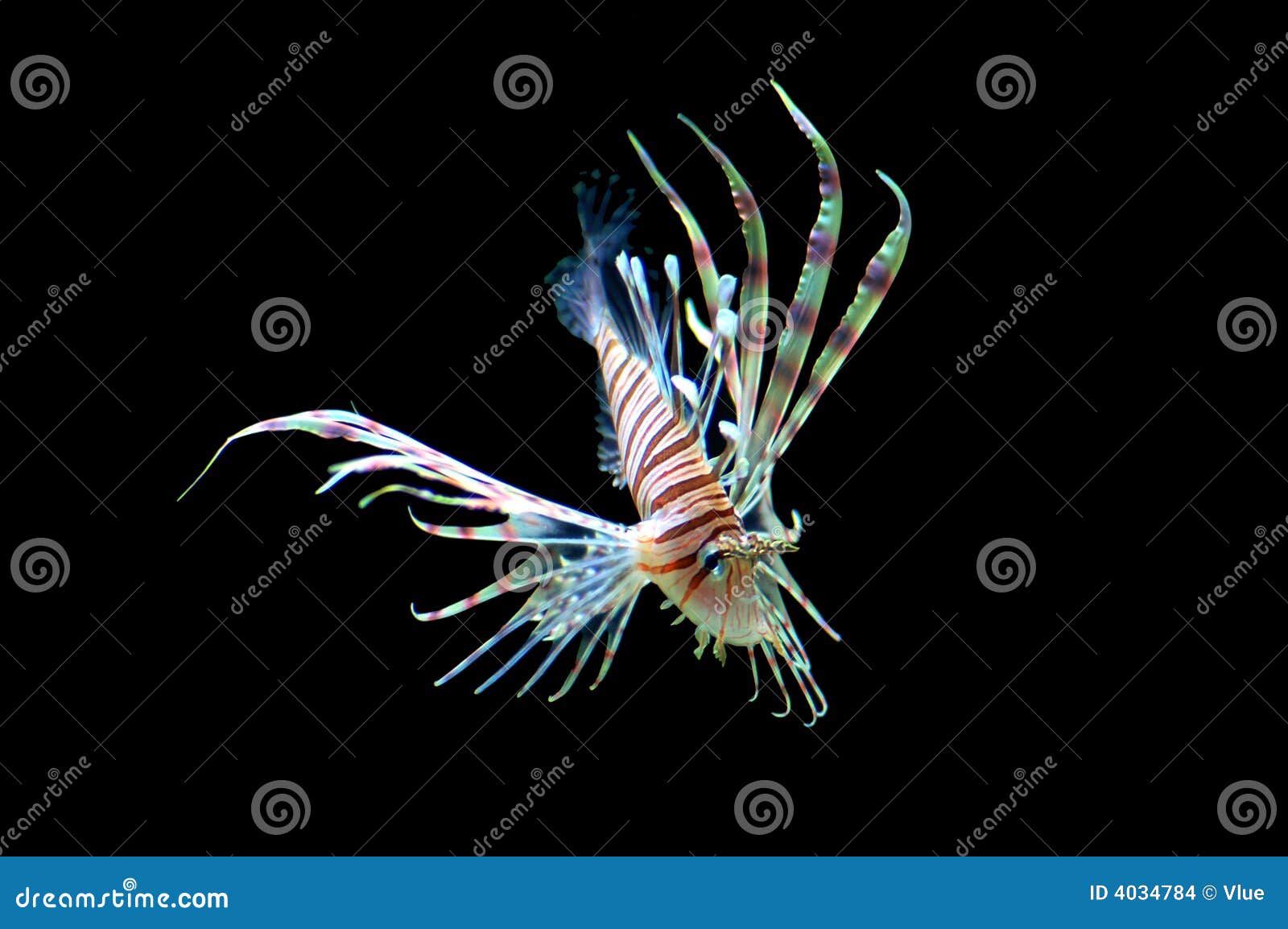 196 Skinny Fish Stock Photos - Free & Royalty-Free Stock Photos from ...