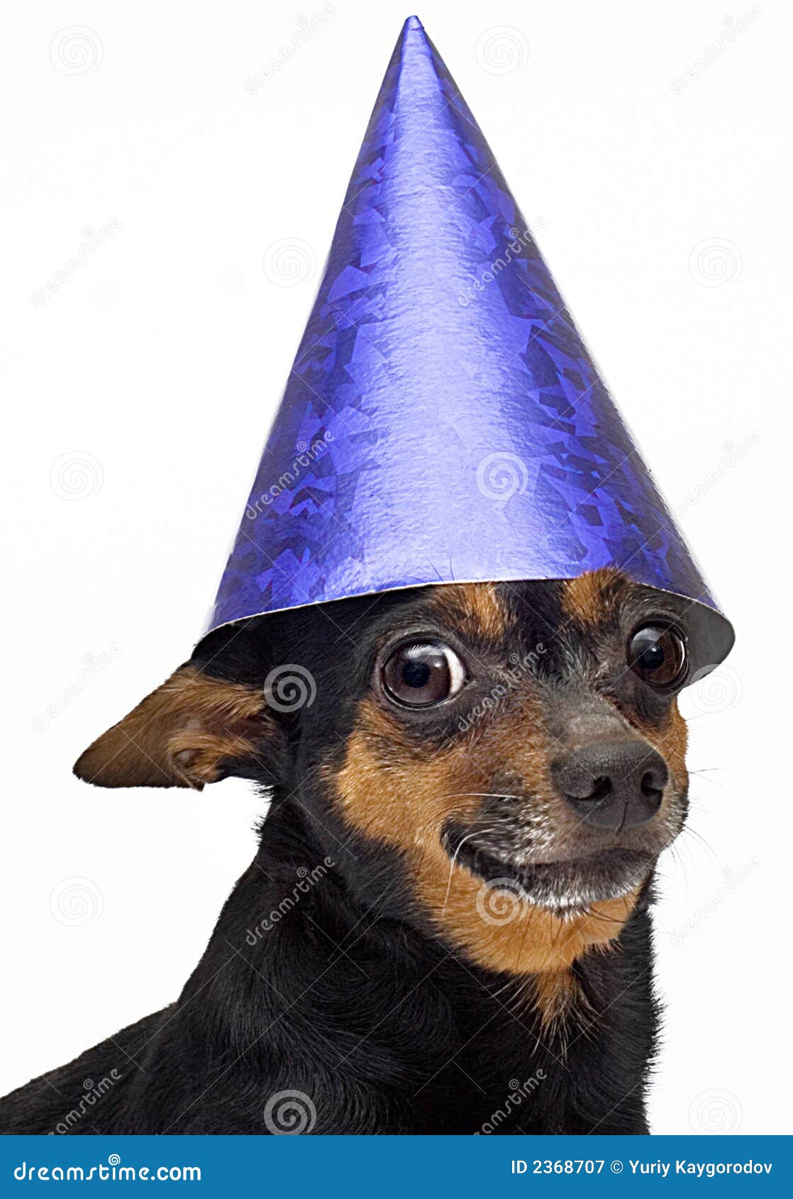 Isolated little dog stock image. Image of merriment, clothing - 2368707