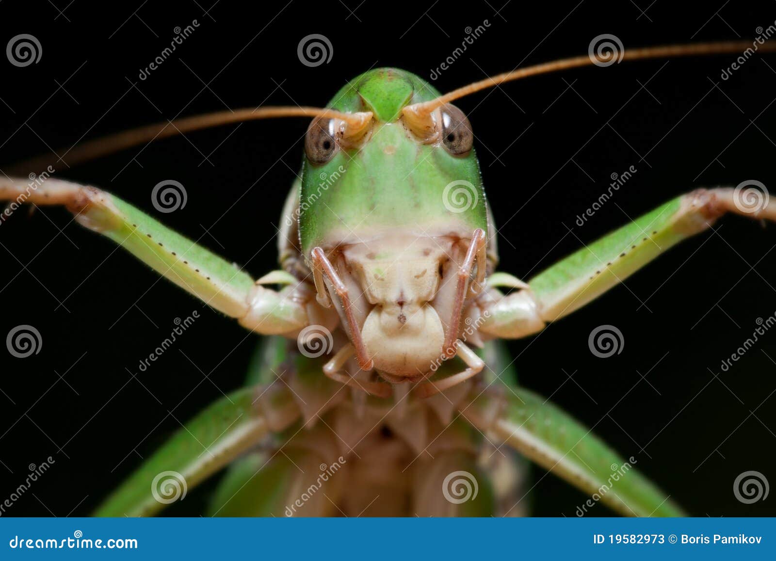 Isolated Locust On Black Background, Close-up Stock Image - Image: 19582973