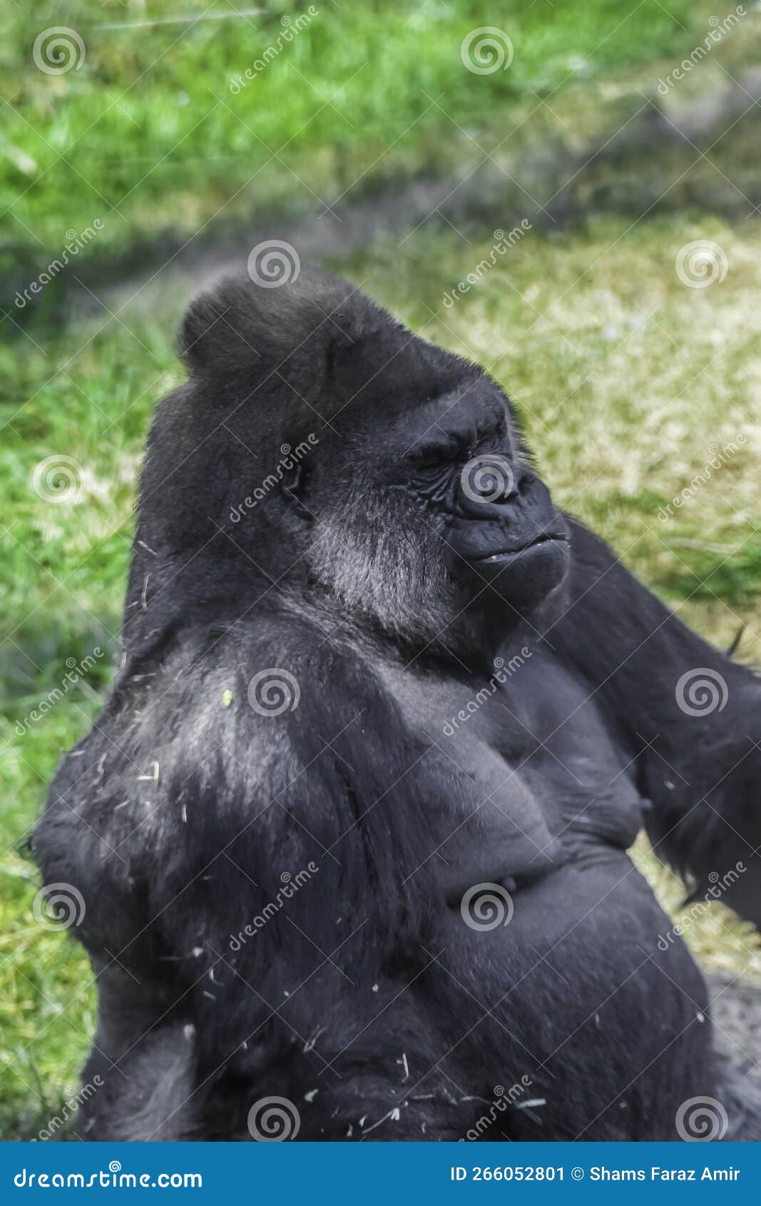 An Isolated and Lonely Silverback Gorilla Stock Image - Image of ...