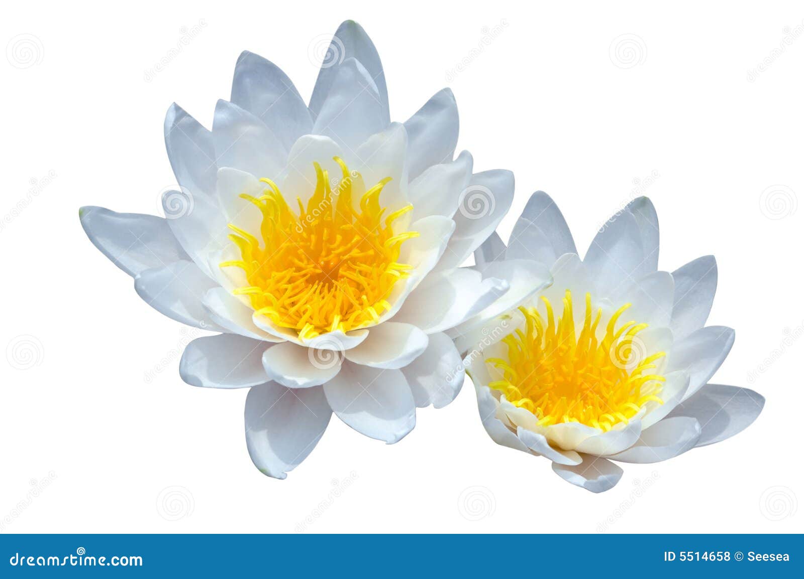 Isolated lotus stock photo. Image of plant, flower, petal - 5514658