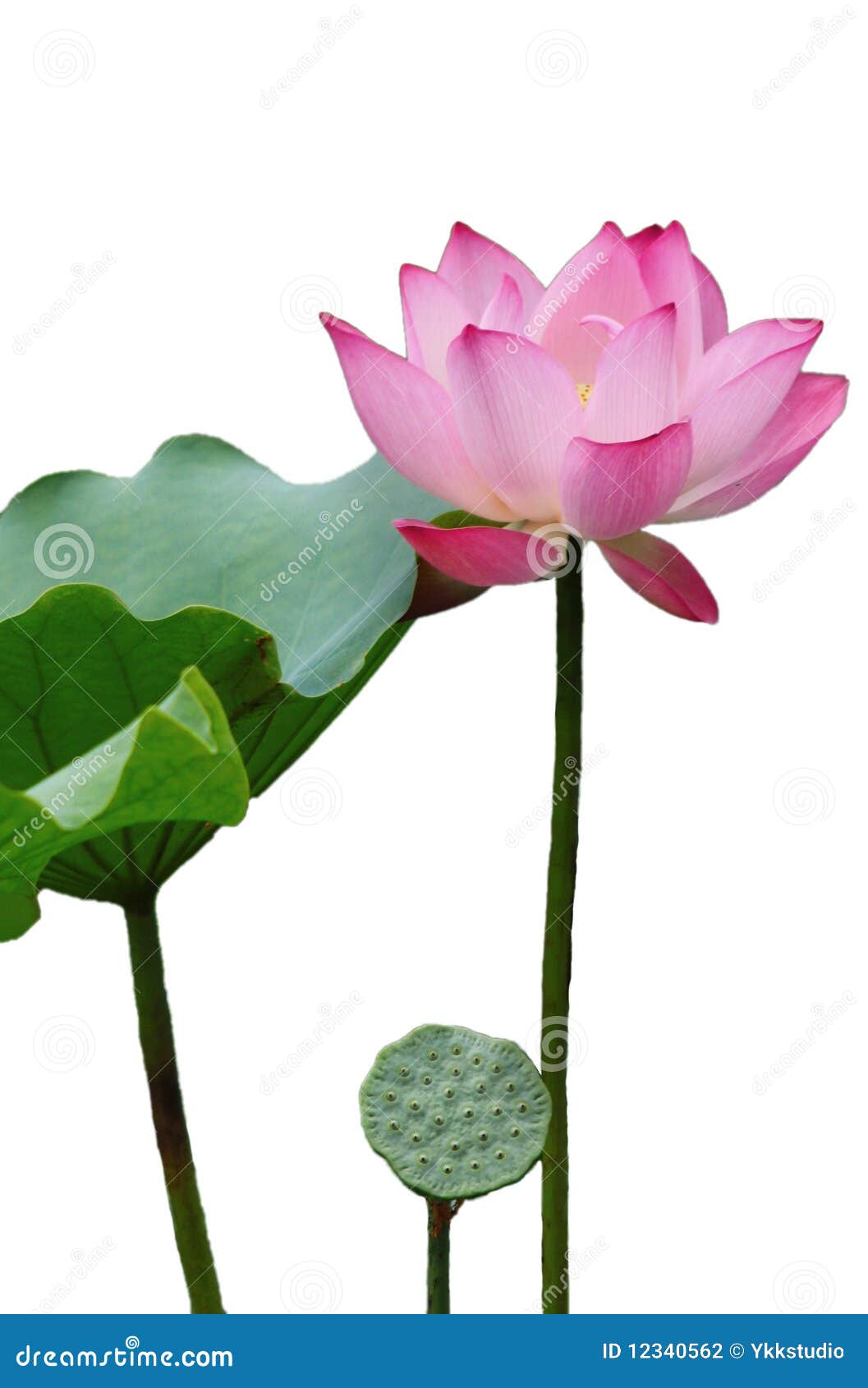 Isolated Lotus Flower in Full Bloom Stock Photo - Image of blooming ...