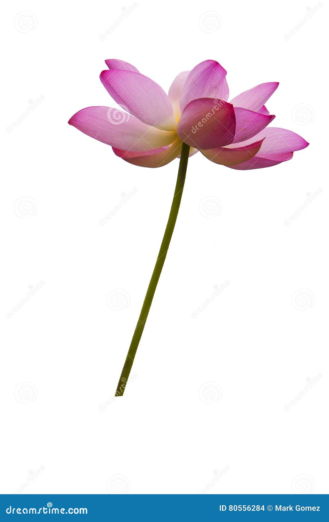 Isolated Lotus FLower stock photo. Image of asian, isolated - 80556284