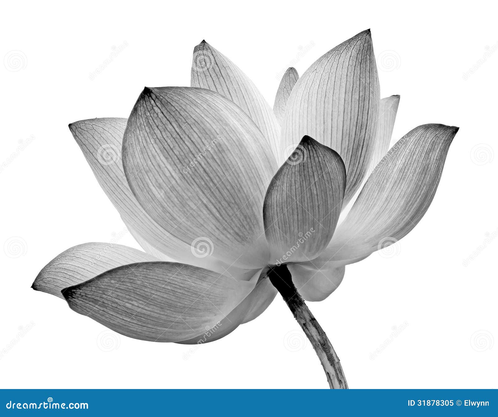 Isolated lotus stock image. Image of plant, serene, natural - 31878305